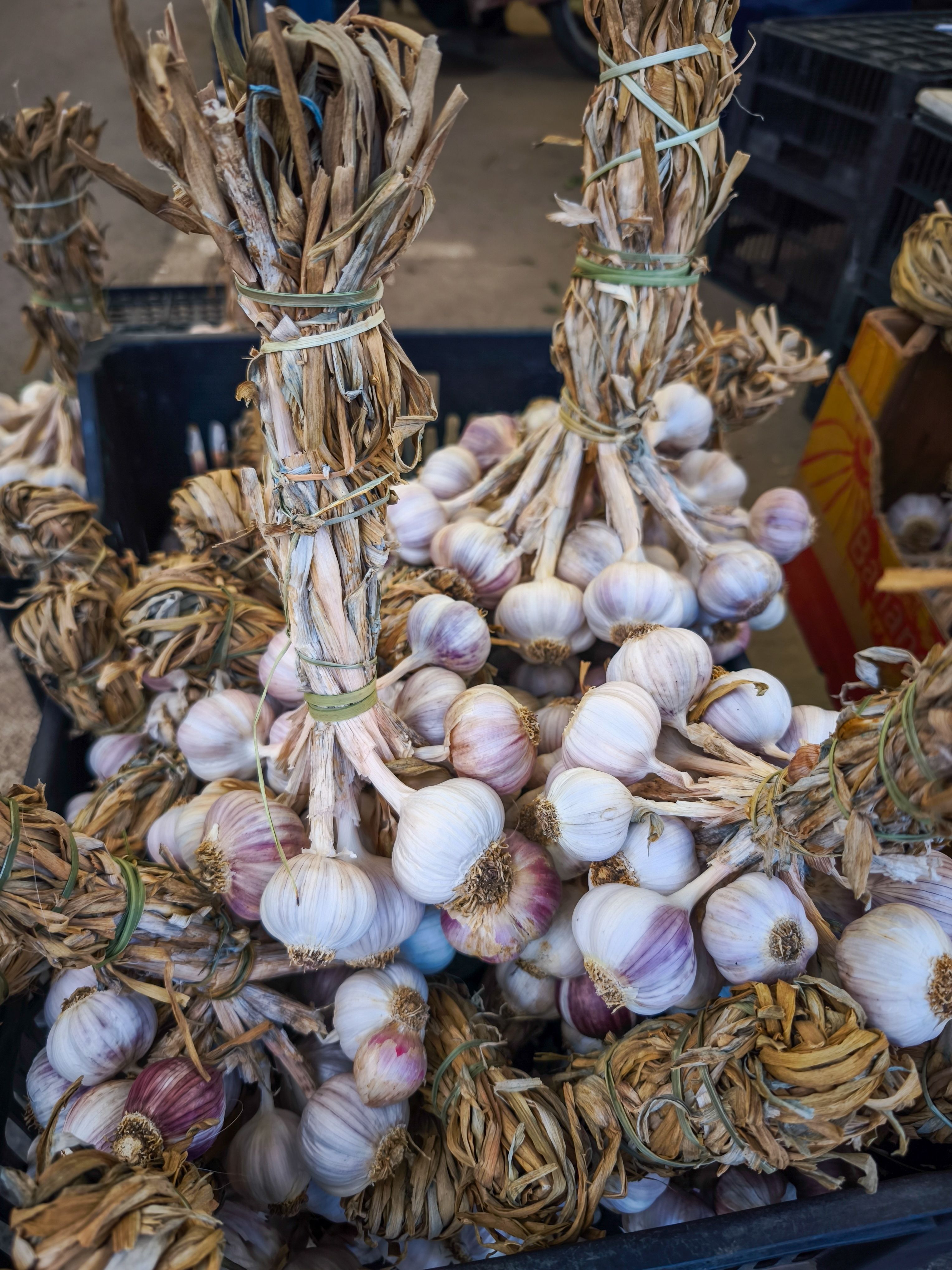 Bundles of Fresh Garlic in Market Display · Free Stock Photo