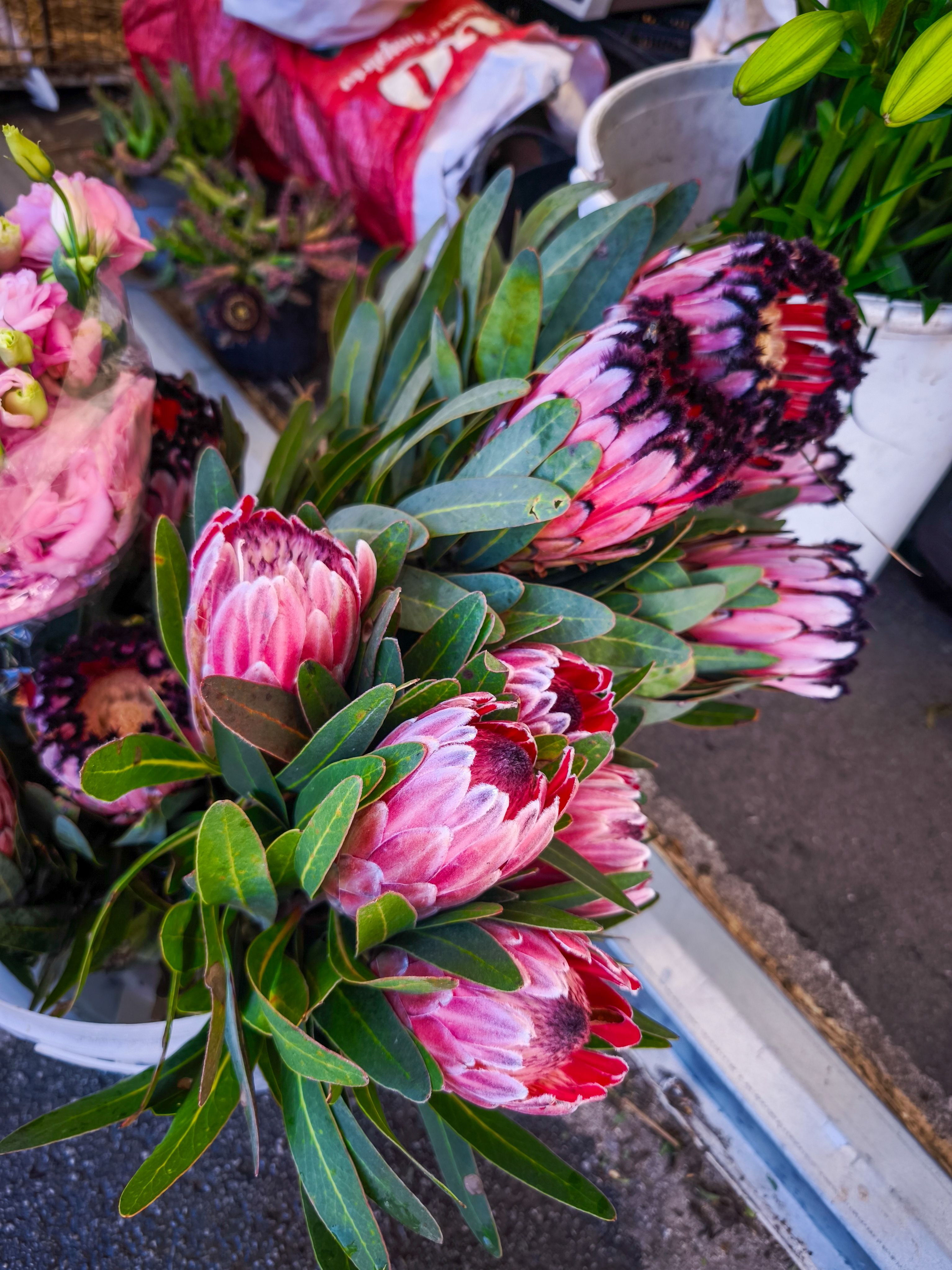 Protea Photos, Download The BEST Free Protea Stock Photos & HD Images