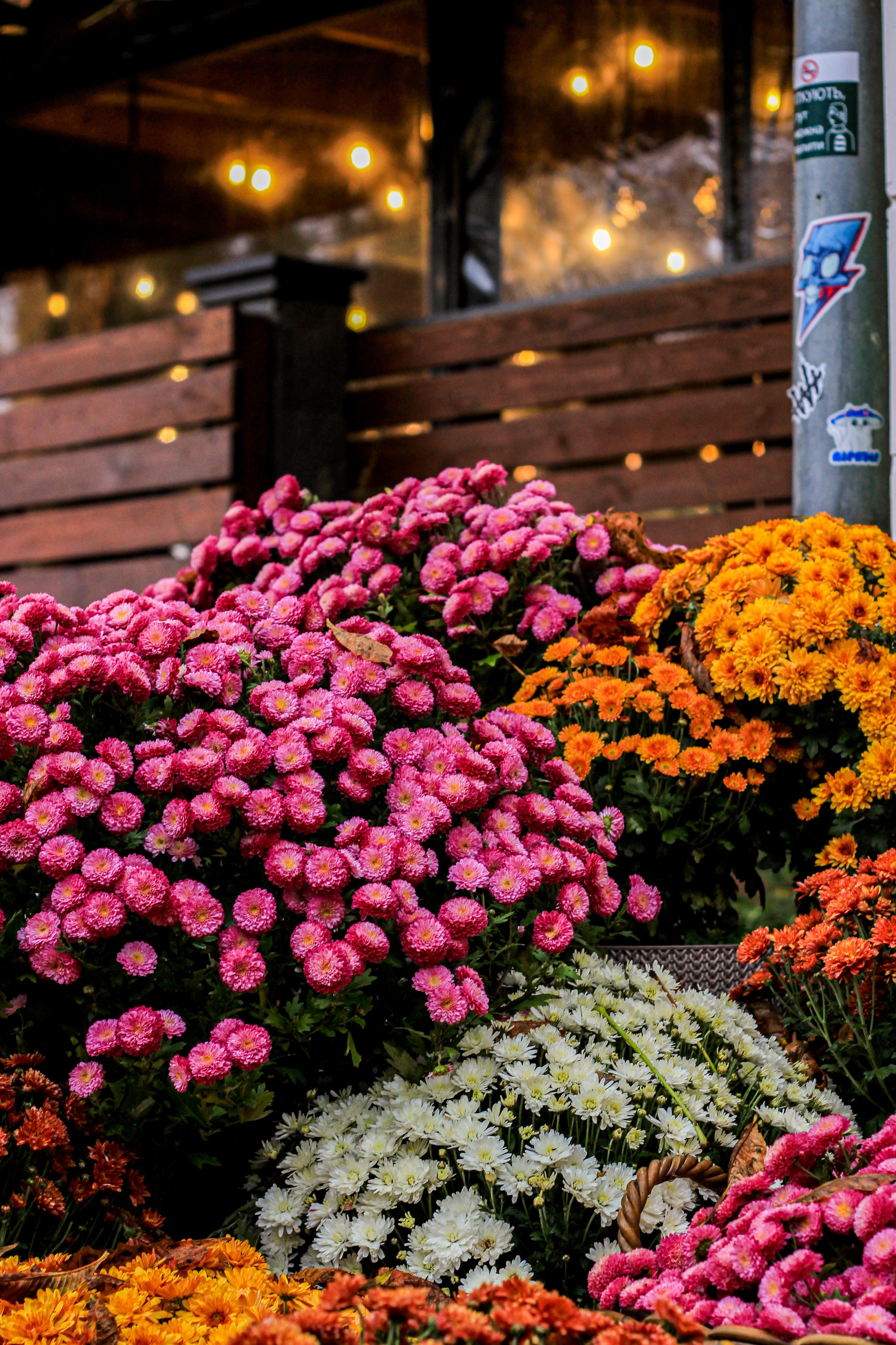 Colorful Chrysanthemum Flower Display Outdoors · Free Stock Photo