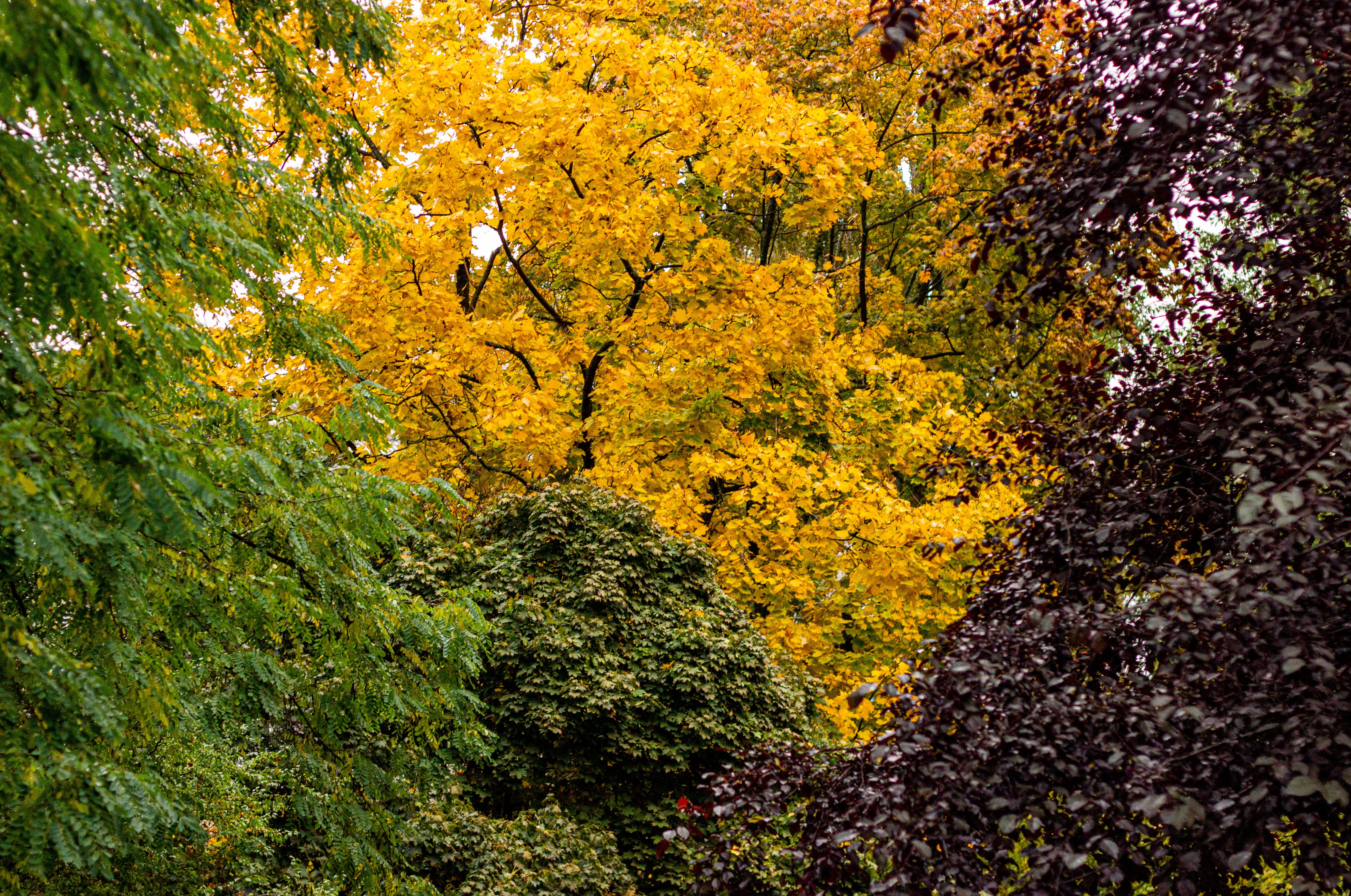 Vibrant Autumn Foliage in Japanese Garden · Free Stock Photo