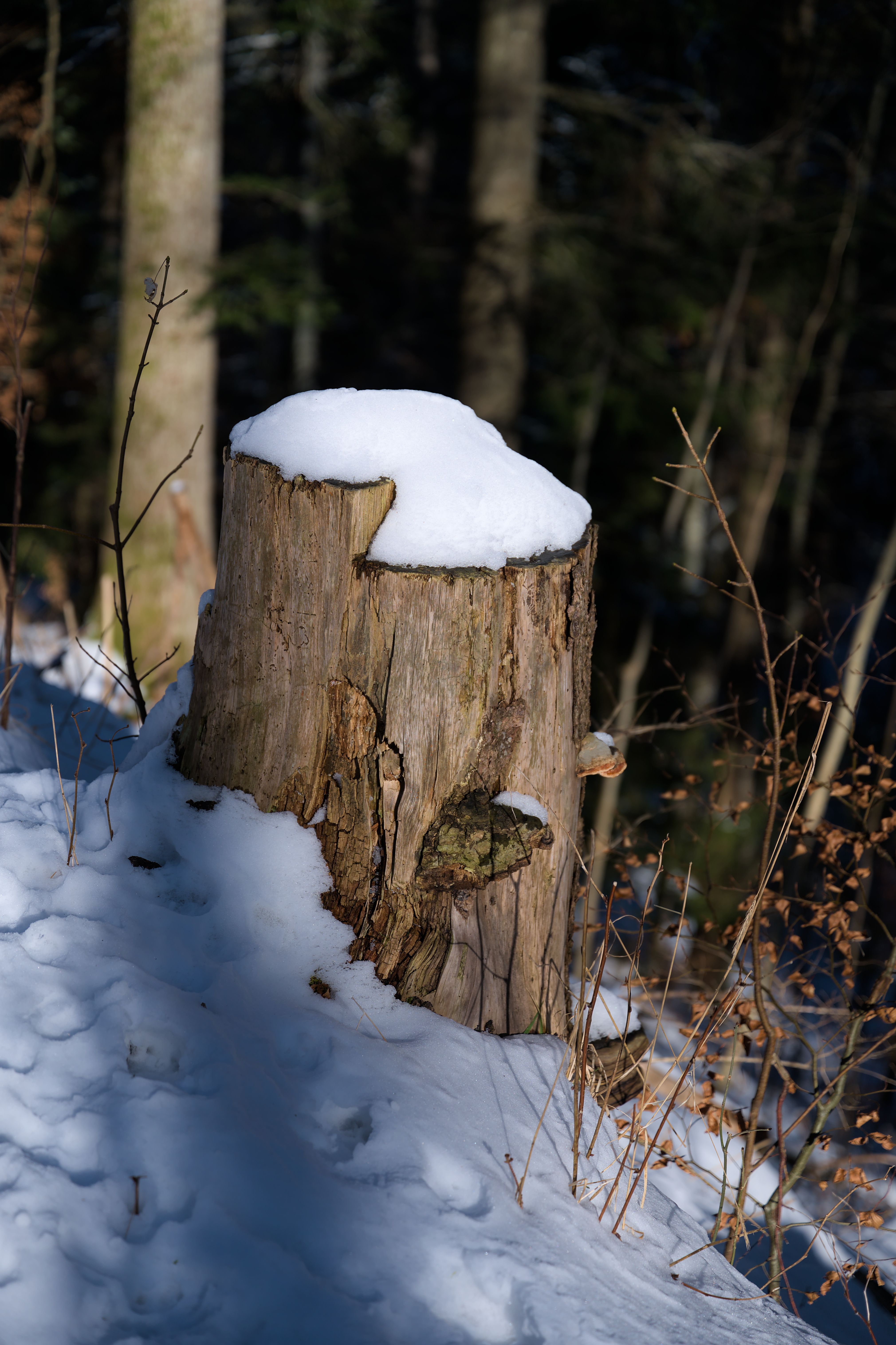 Snow-Capped Tree Stump in Winter Forest Scene · Free Stock Photo