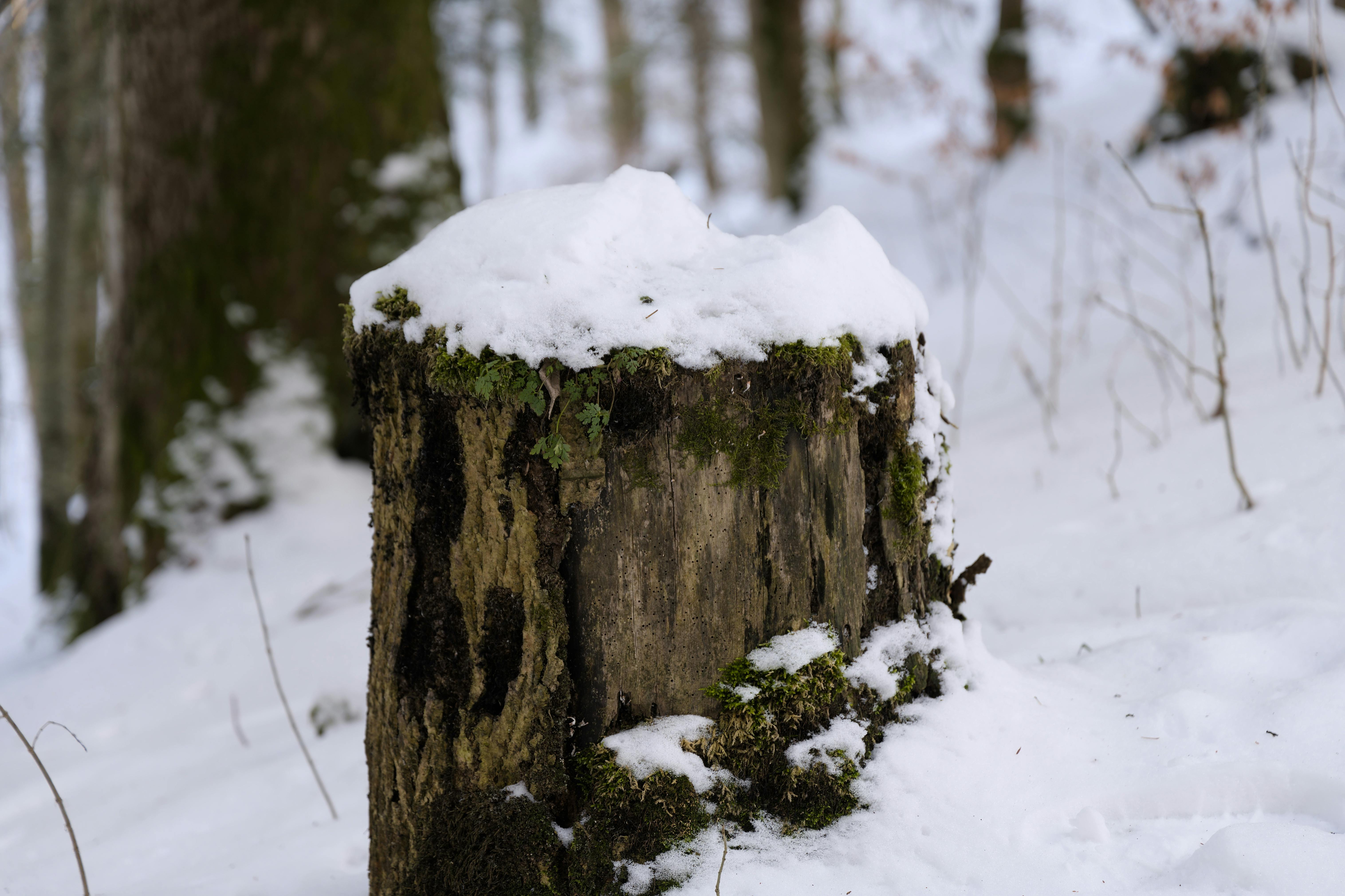 Cold Football Photos, Download The BEST Free Cold Football Stock Photos ...