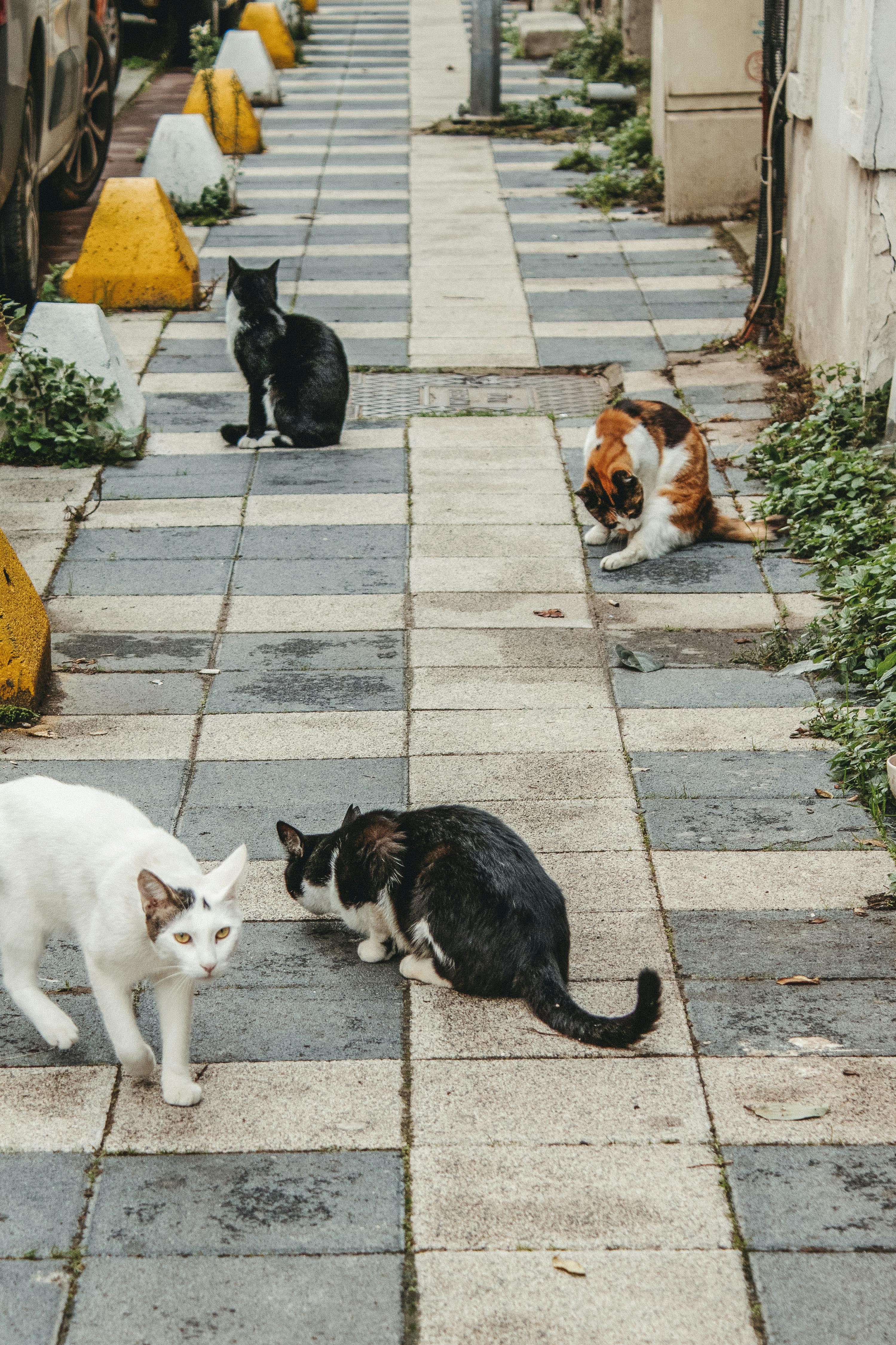 Real Cats Photos, Download The BEST Free Real Cats Stock Photos & HD Images