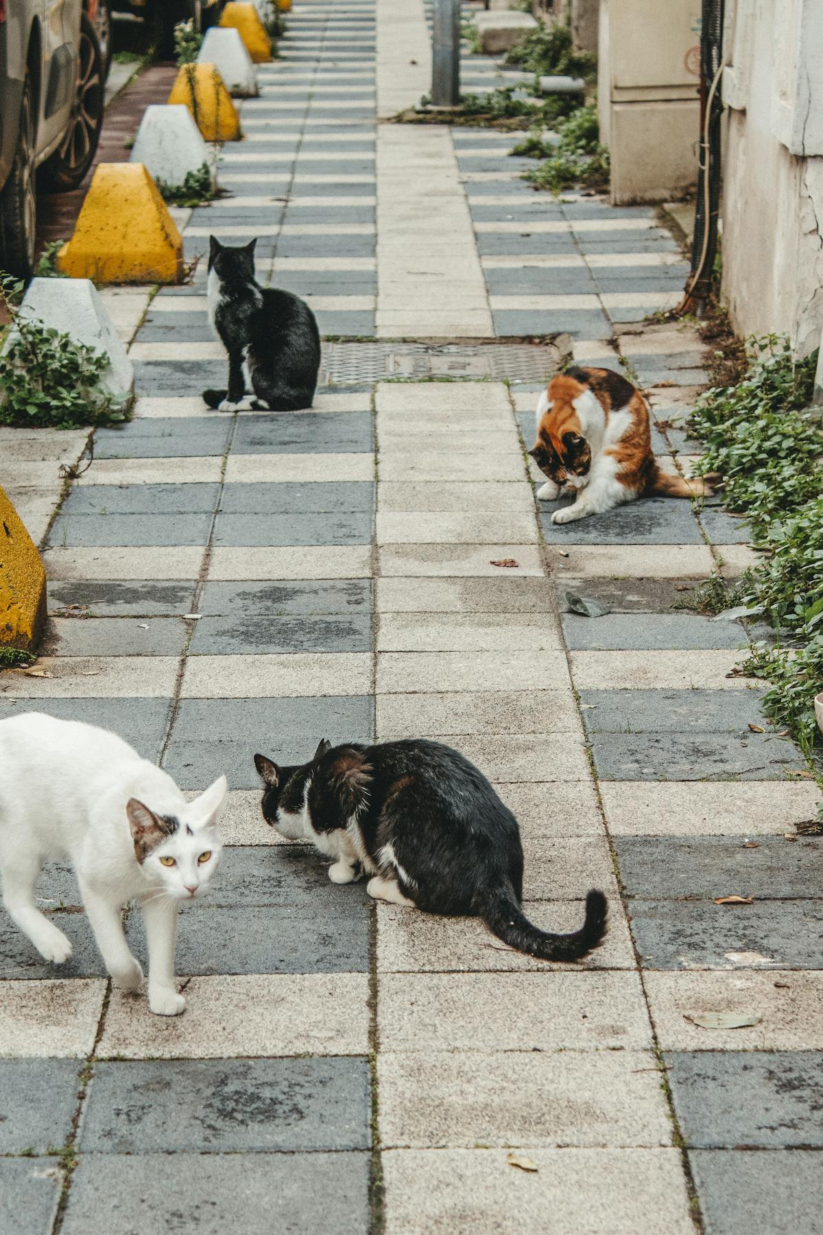 Real Cats Photos, Download The BEST Free Real Cats Stock Photos & HD Images