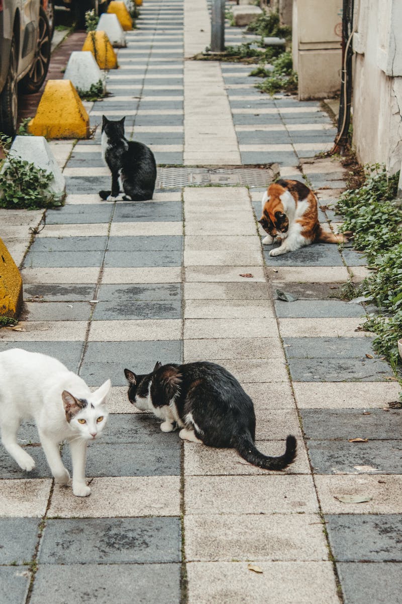 Real Cats Photos, Download The BEST Free Real Cats Stock Photos & HD Images