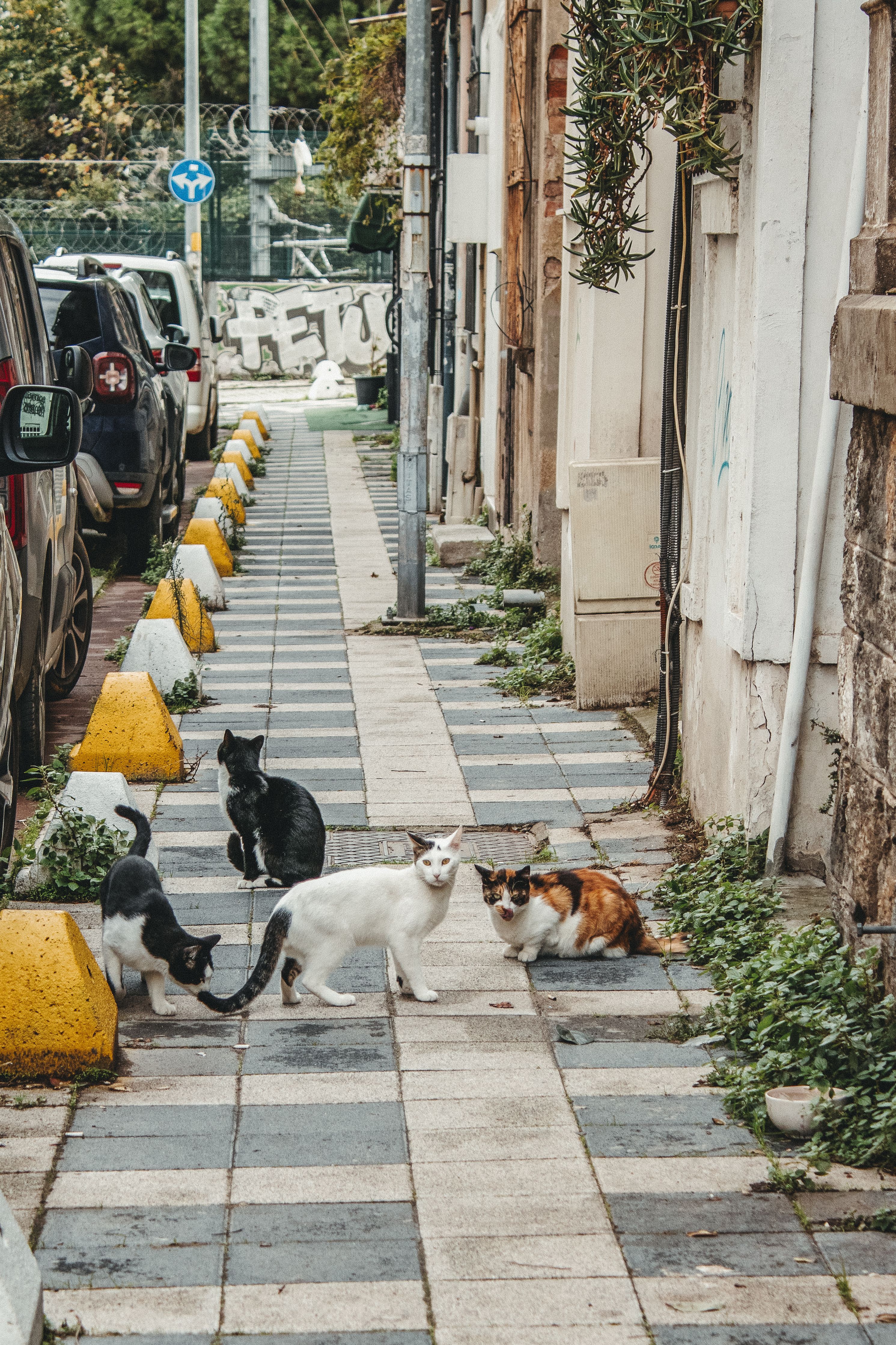 Stray Cats on an Urban Sidewalk · Free Stock Photo