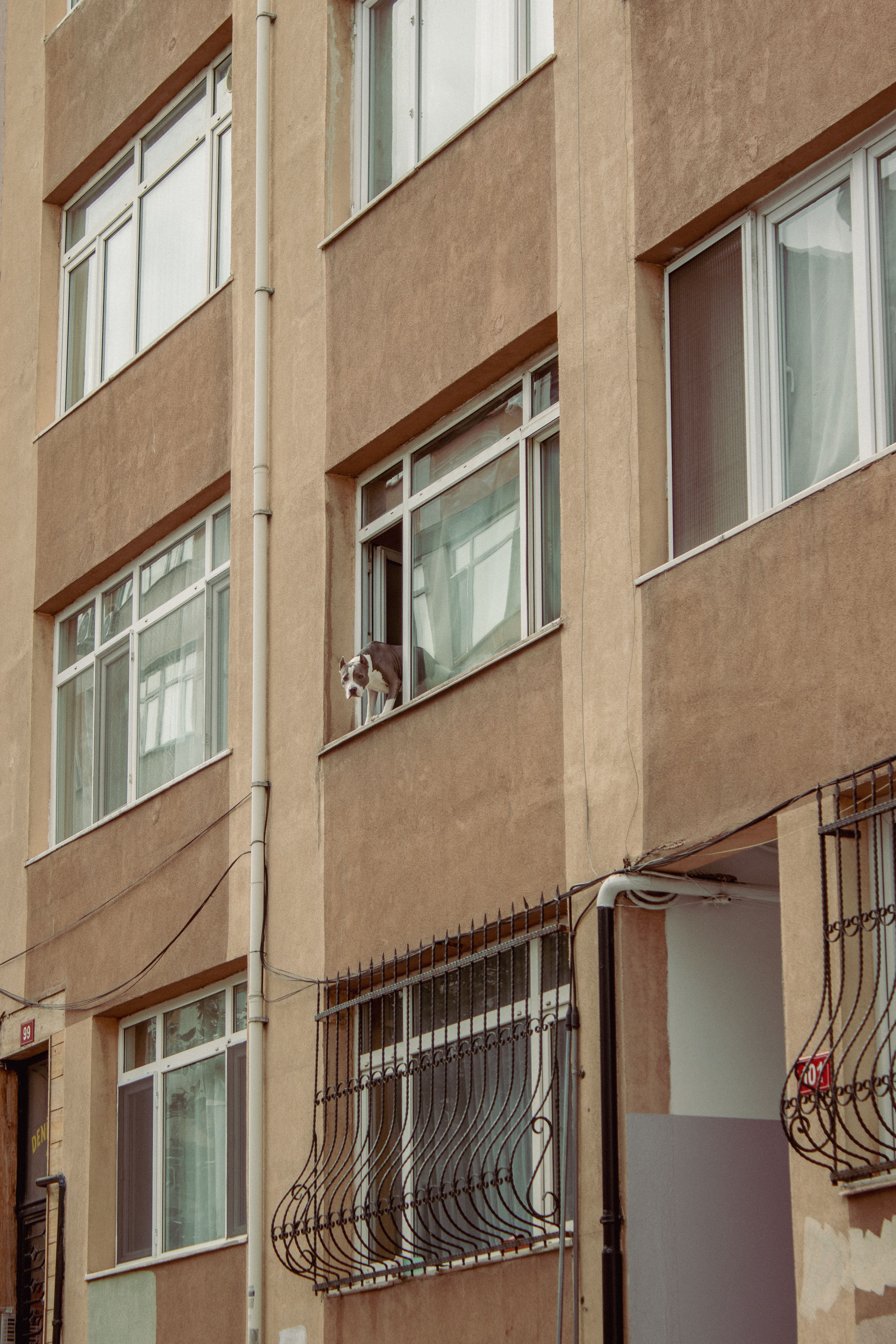 Cat on Window in Urban Apartment Building · Free Stock Photo