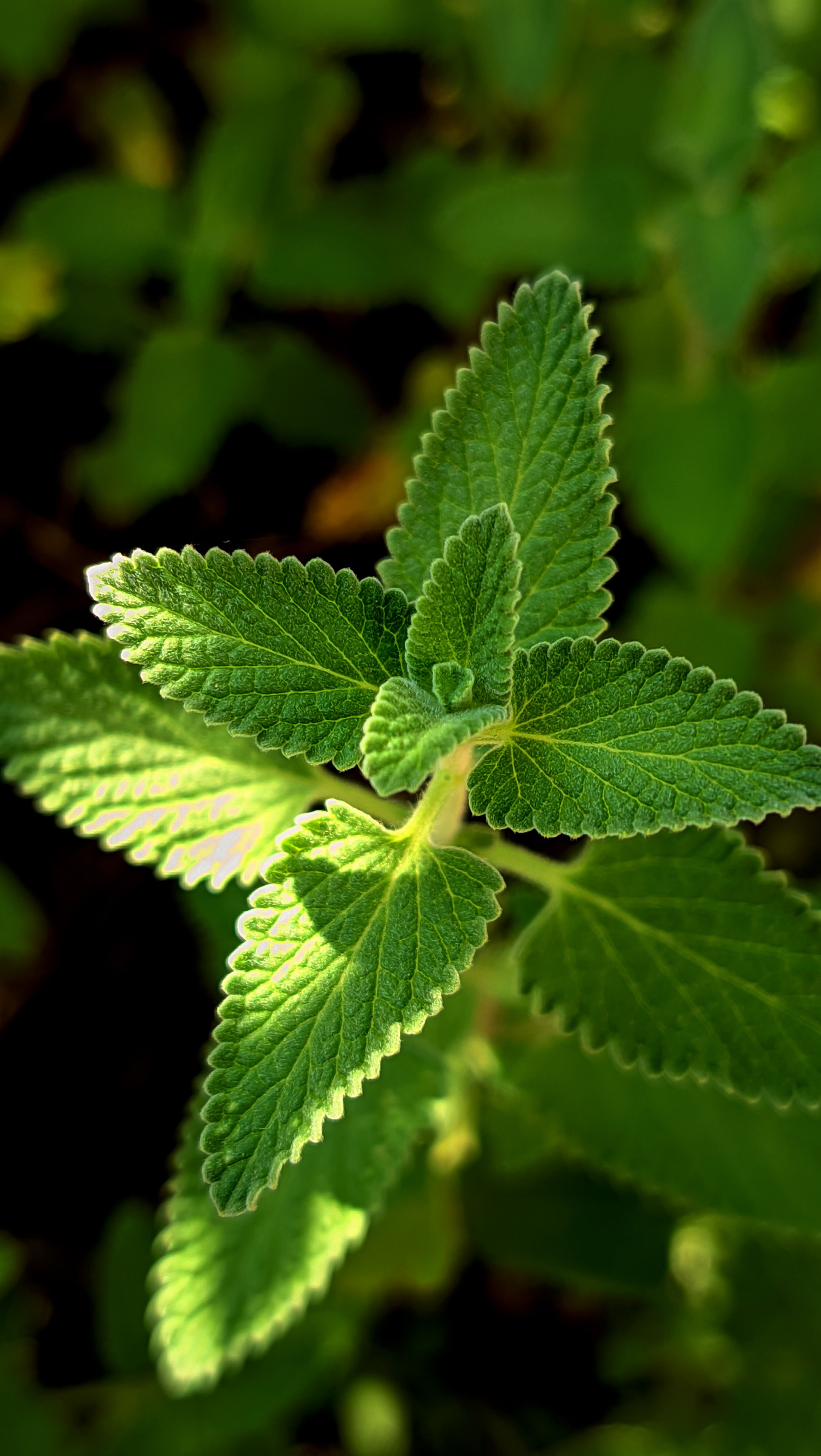 Fresh Green Catnip Leaves in Sunlight · Free Stock Photo