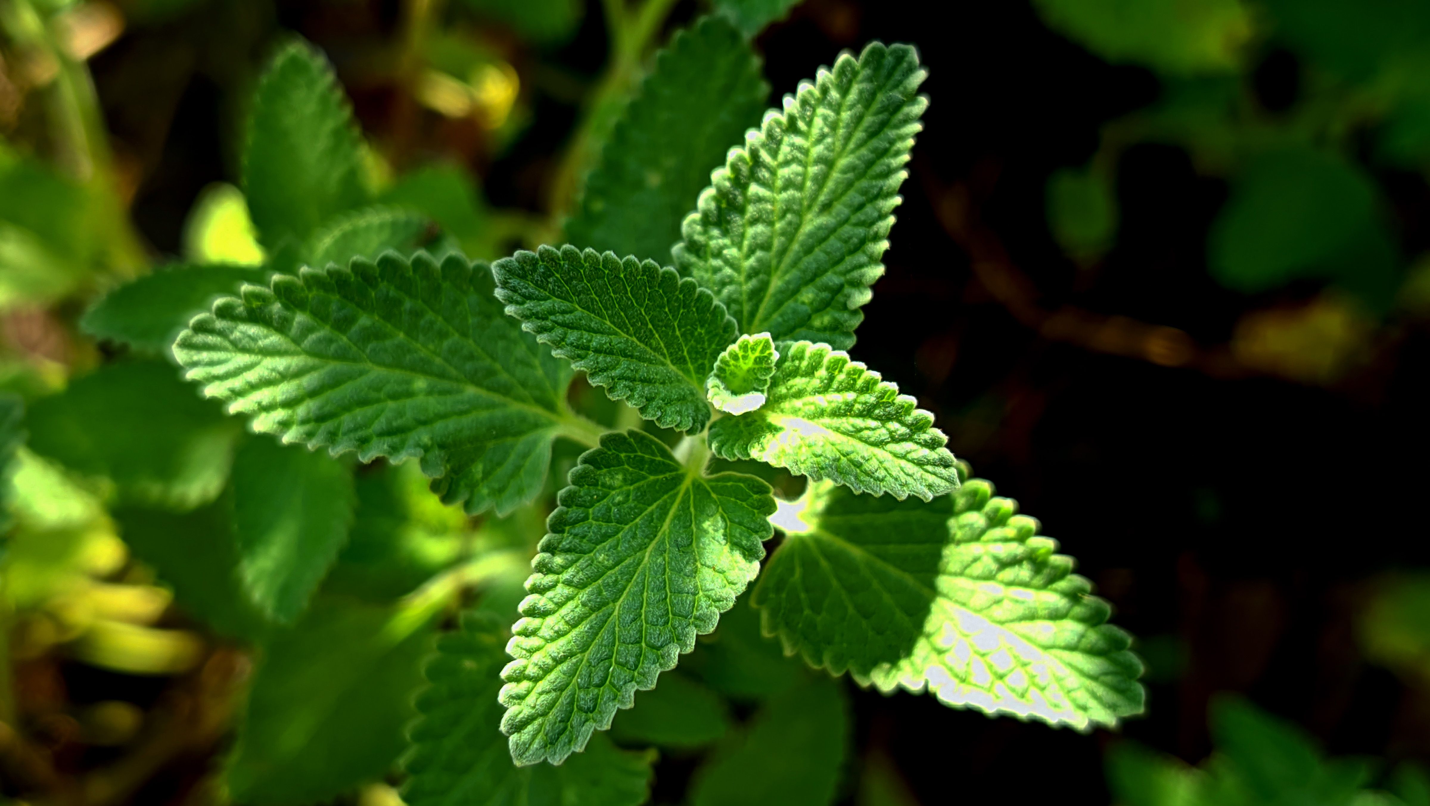 Close-Up of Fresh Green Catnip Leaves Outdoors · Free Stock Photo