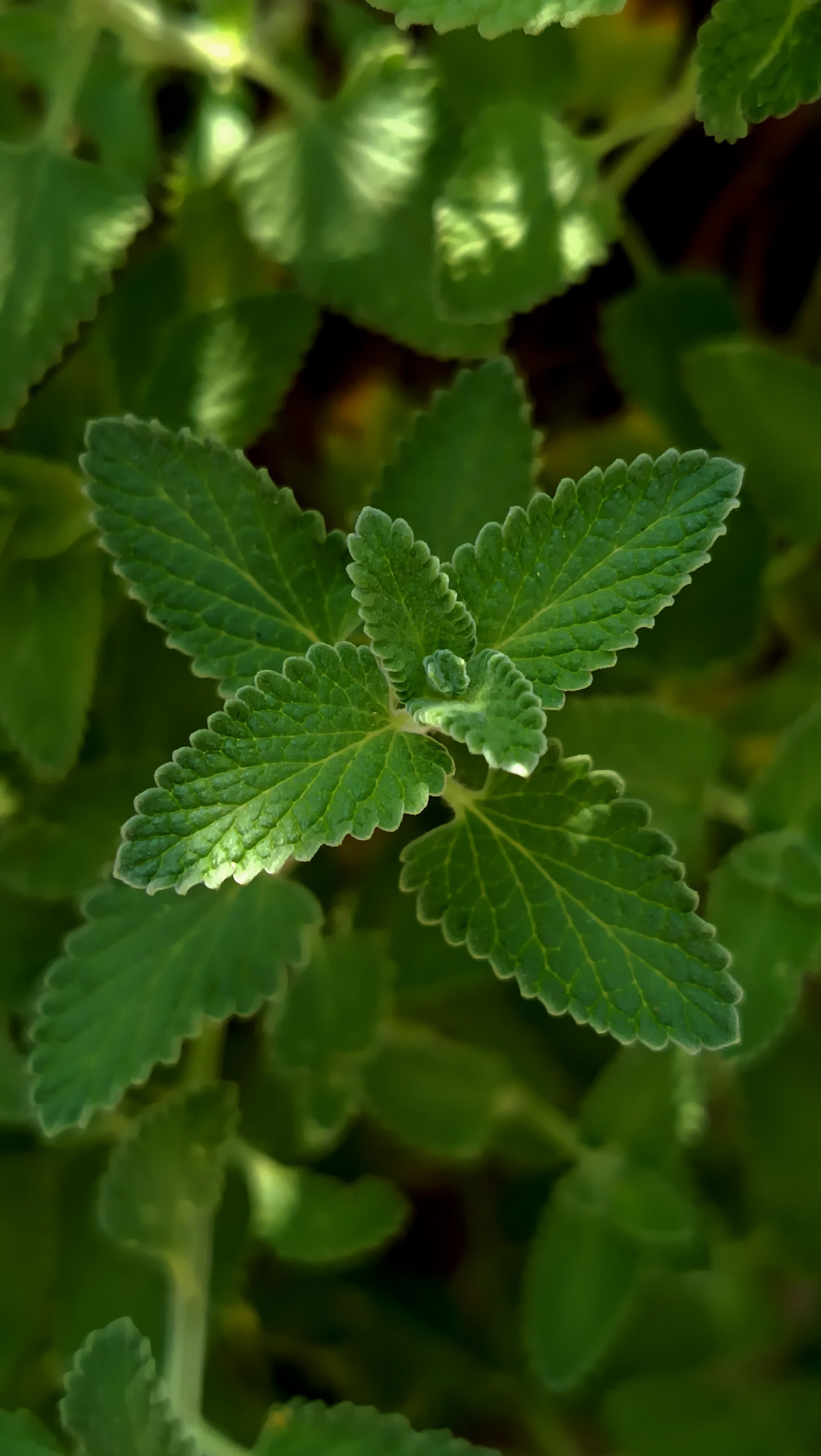 Close-up of Fresh Green Catnip Leaves · Free Stock Photo