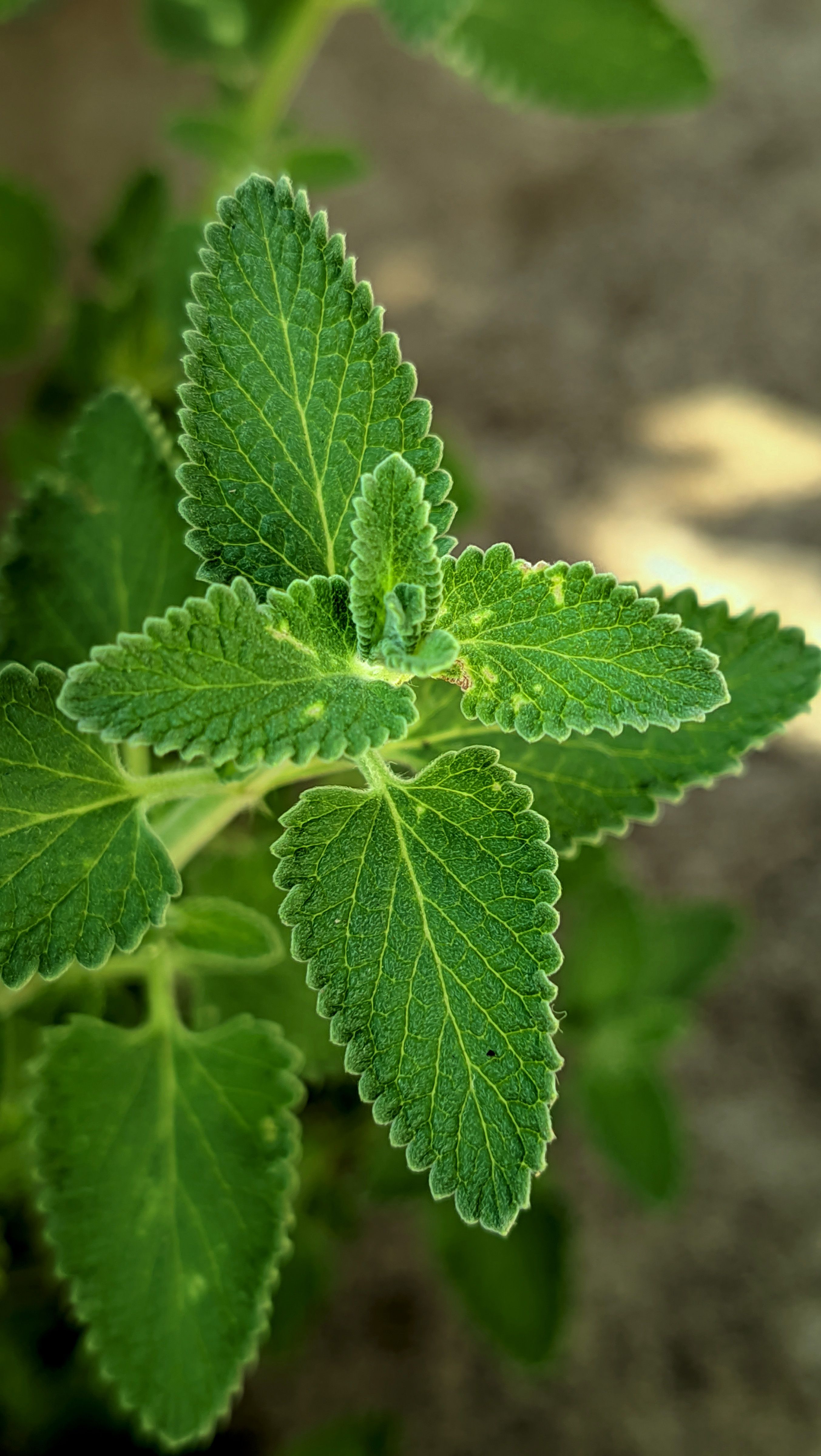 Vibrant Catnip Plant with Fresh Green Leaves · Free Stock Photo