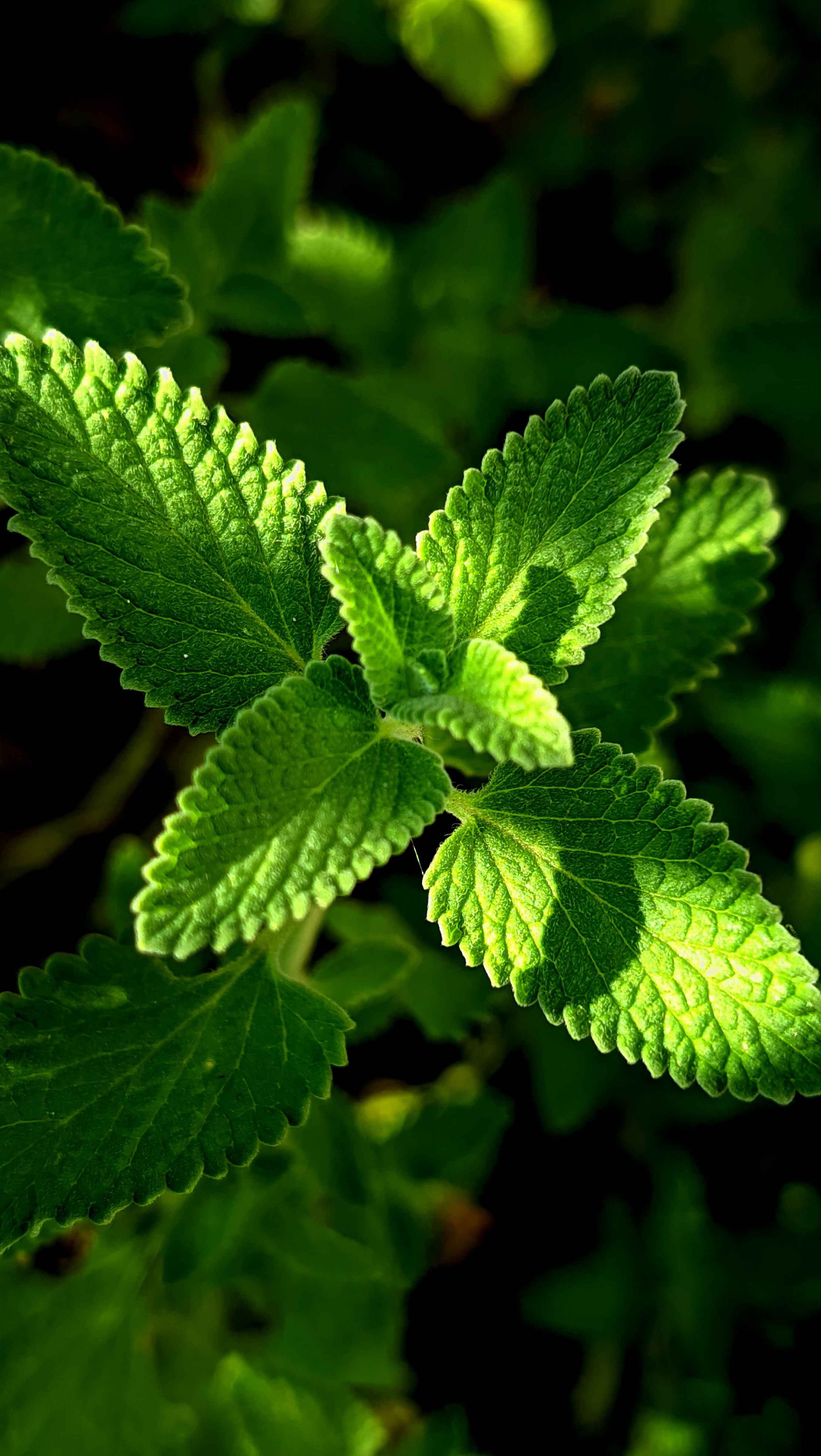 Peppermint Background Photos, Download The BEST Free Peppermint ...