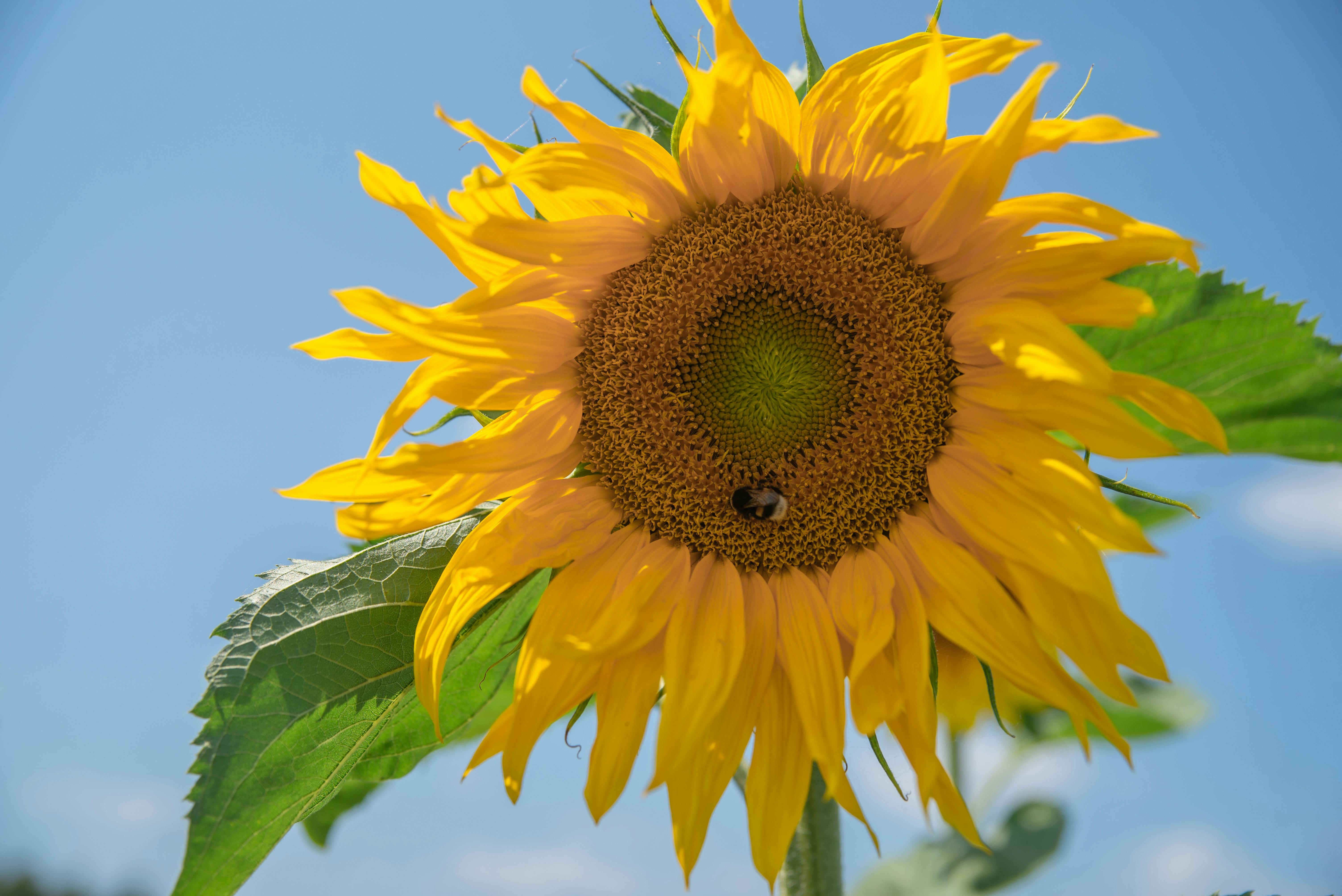 Honny Bee Photos, Download The BEST Free Honny Bee Stock Photos & HD Images