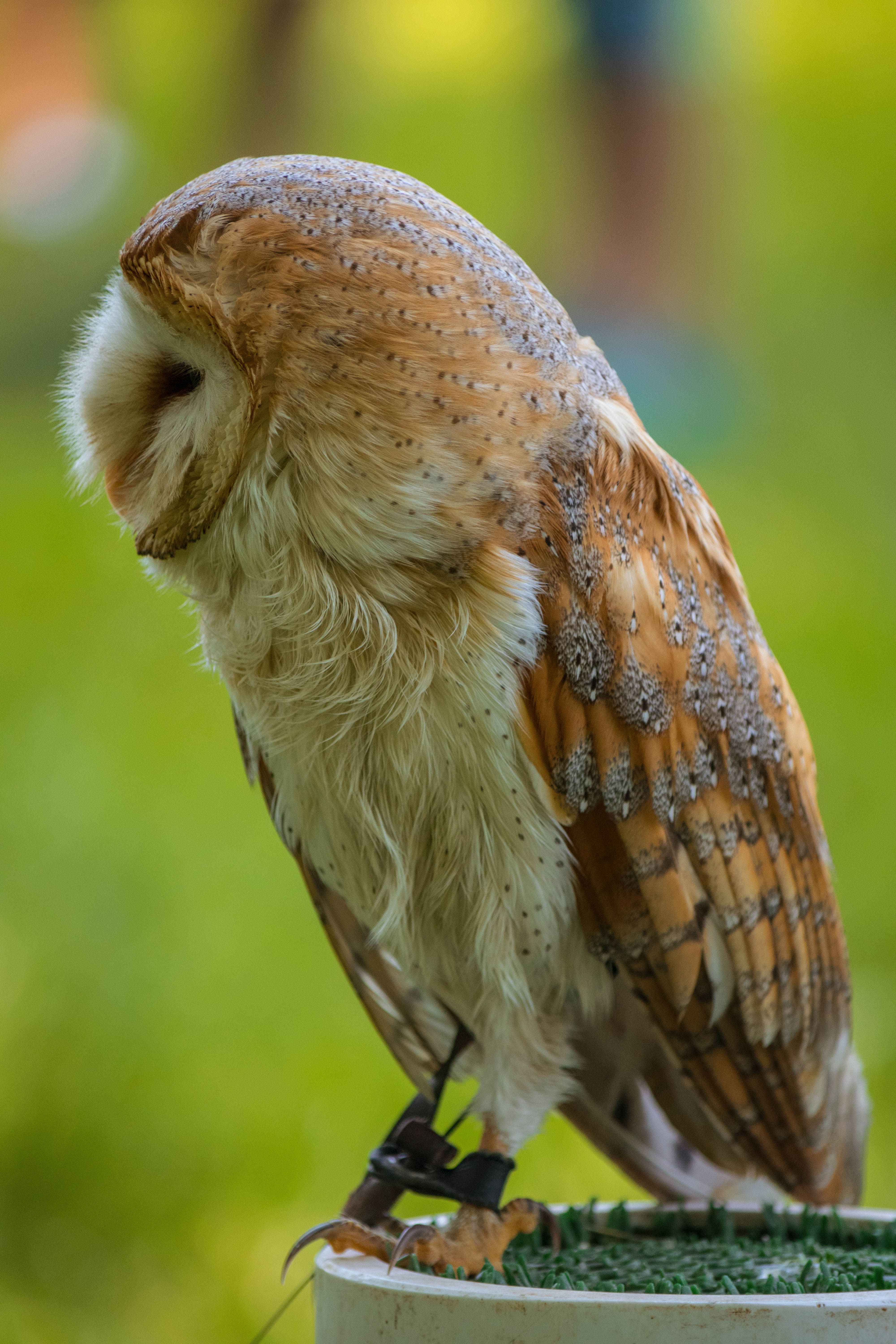 Raven And Owl Photos, Download The BEST Free Raven And Owl Stock Photos ...