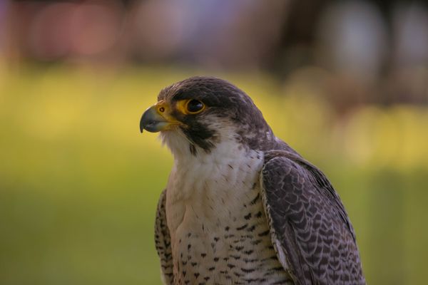 Falcon Photos, Download The BEST Free Falcon Stock Photos & HD Images