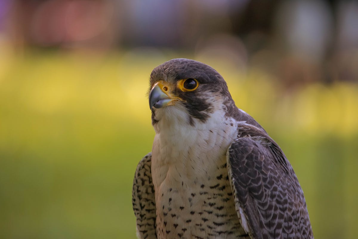 Falcon Photos, Download The BEST Free Falcon Stock Photos & HD Images