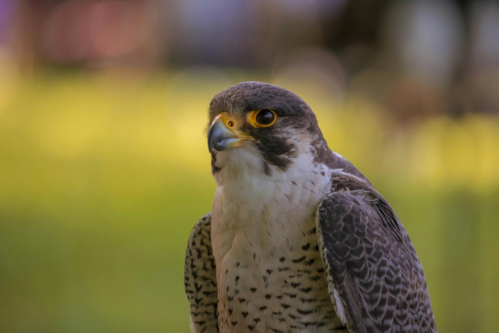 Falcon Photos, Download The BEST Free Falcon Stock Photos & HD Images