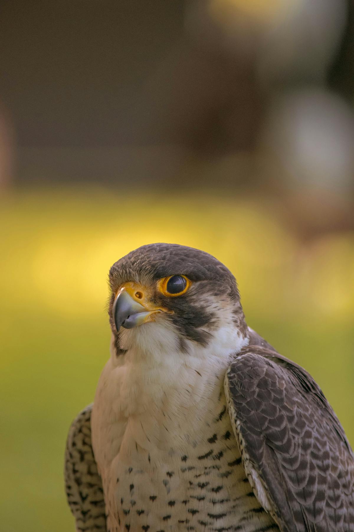 Falcon Photos, Download The BEST Free Falcon Stock Photos & HD Images