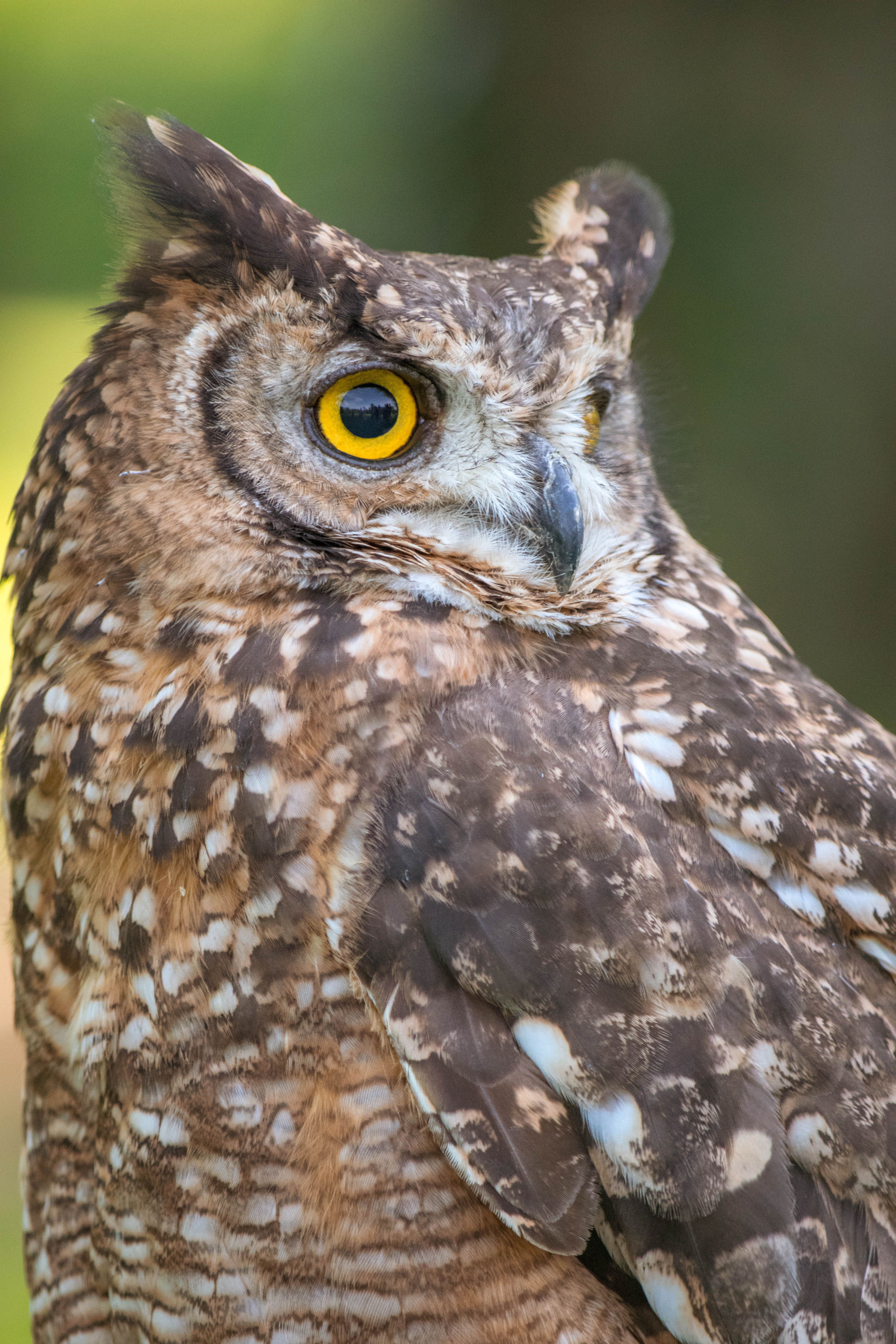 Close-Up Shot It An Owl · Free Stock Photo