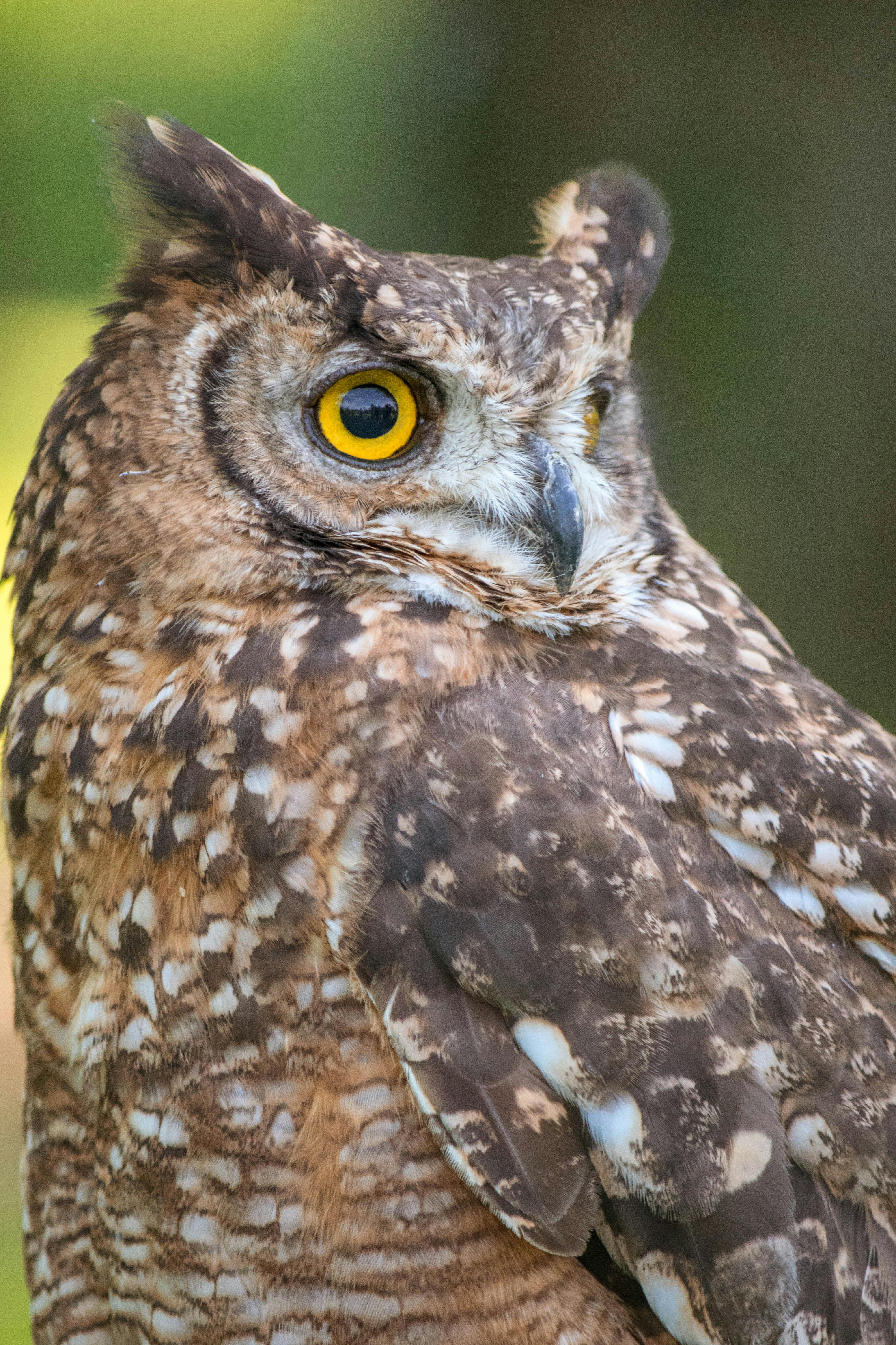Potret Close Up Burung Hantu Bertanduk Besar Di Italia · Foto Stok Gratis