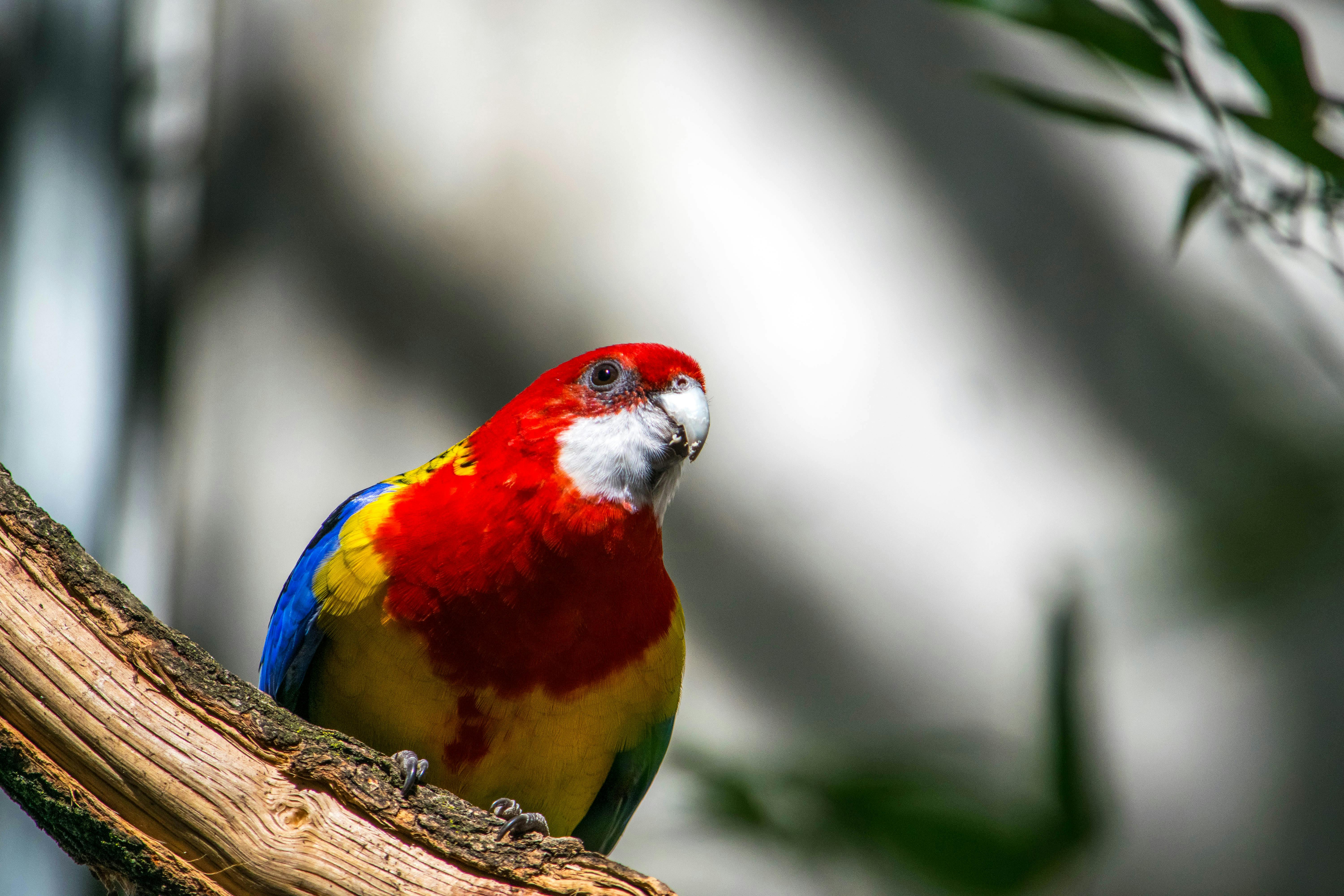 Parrot Images Photos, Download The BEST Free Parrot Images Stock Photos ...