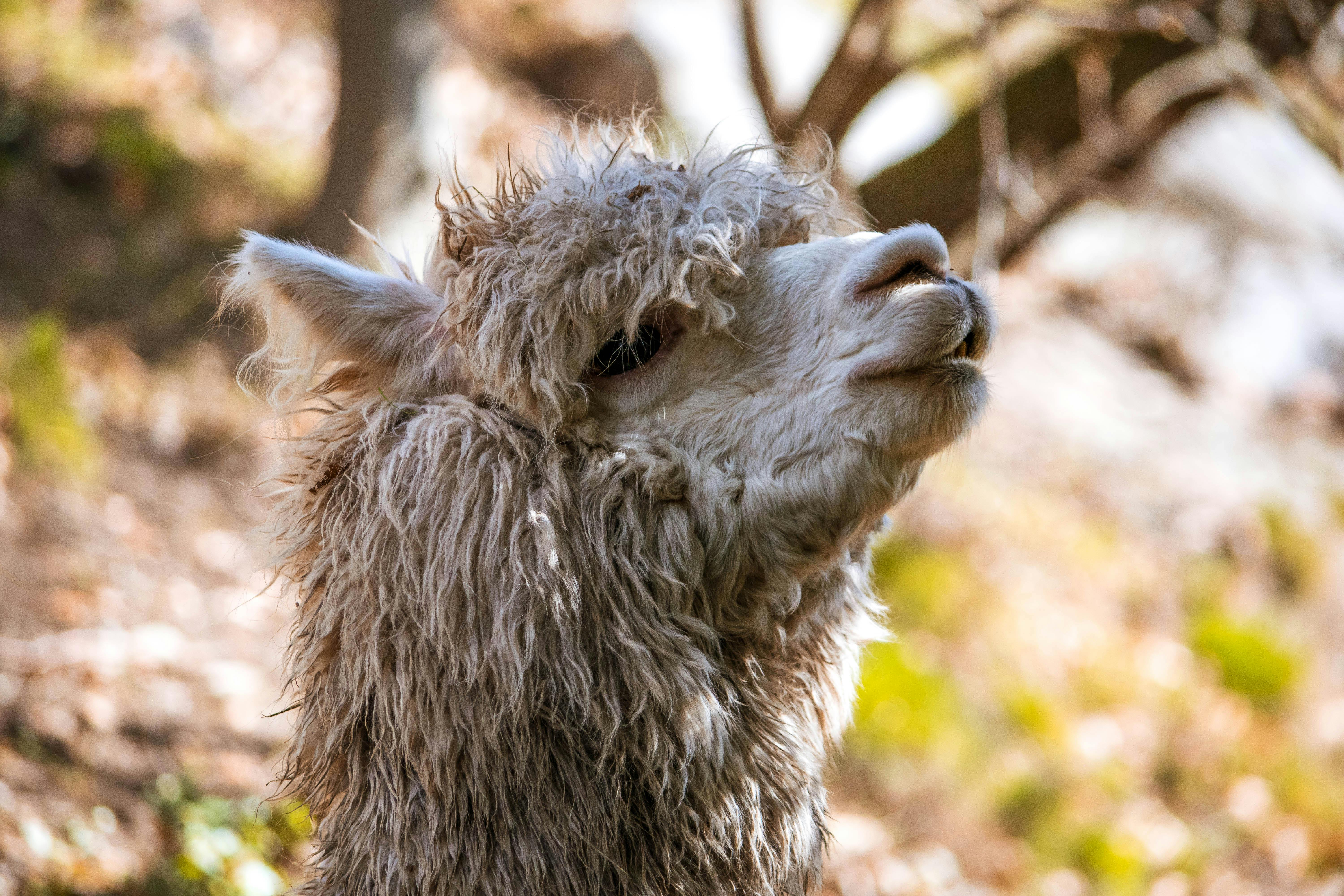 Alpaca Photos, Download The BEST Free Alpaca Stock Photos & HD Images