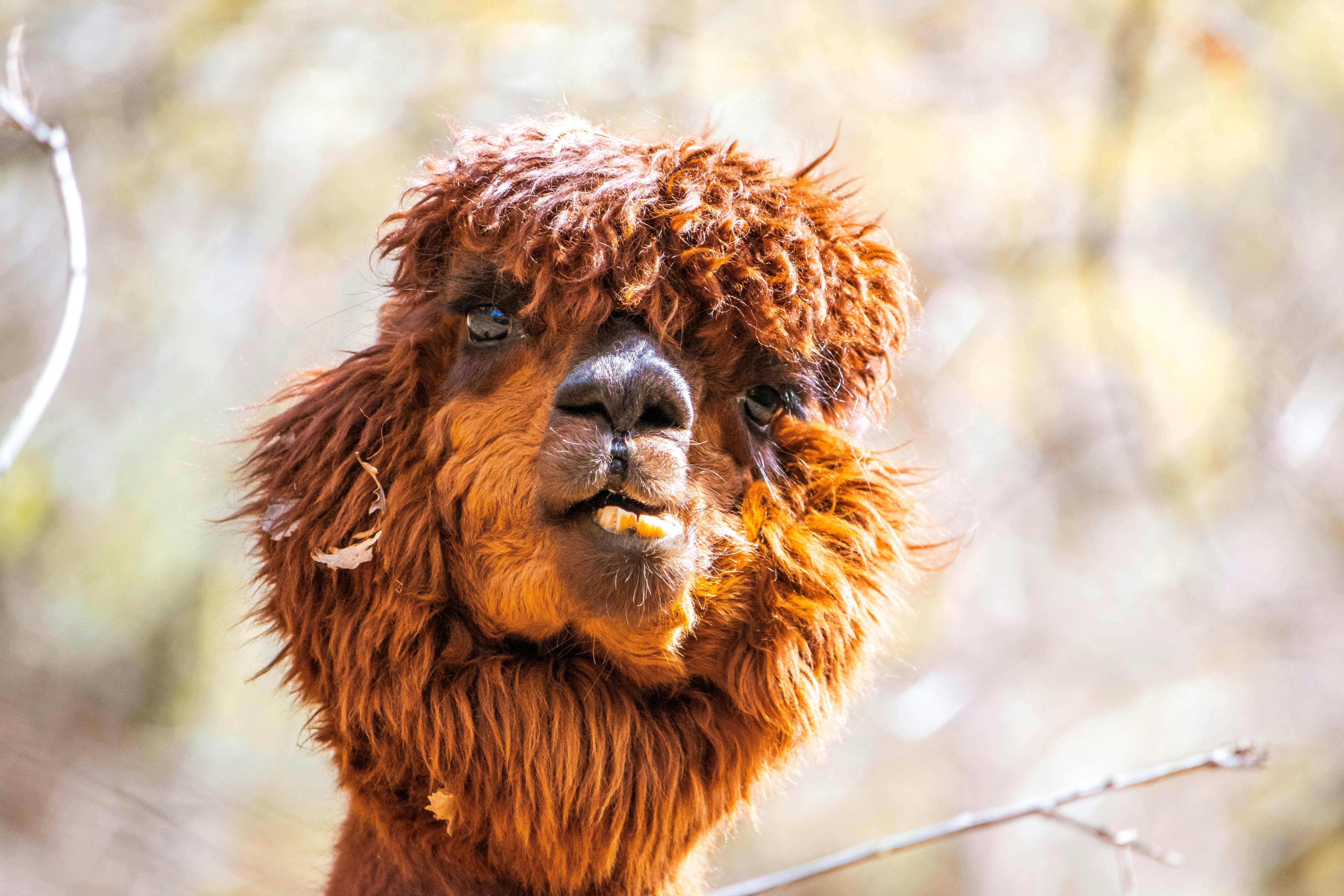 Alpaca Photos, Download The BEST Free Alpaca Stock Photos & HD Images