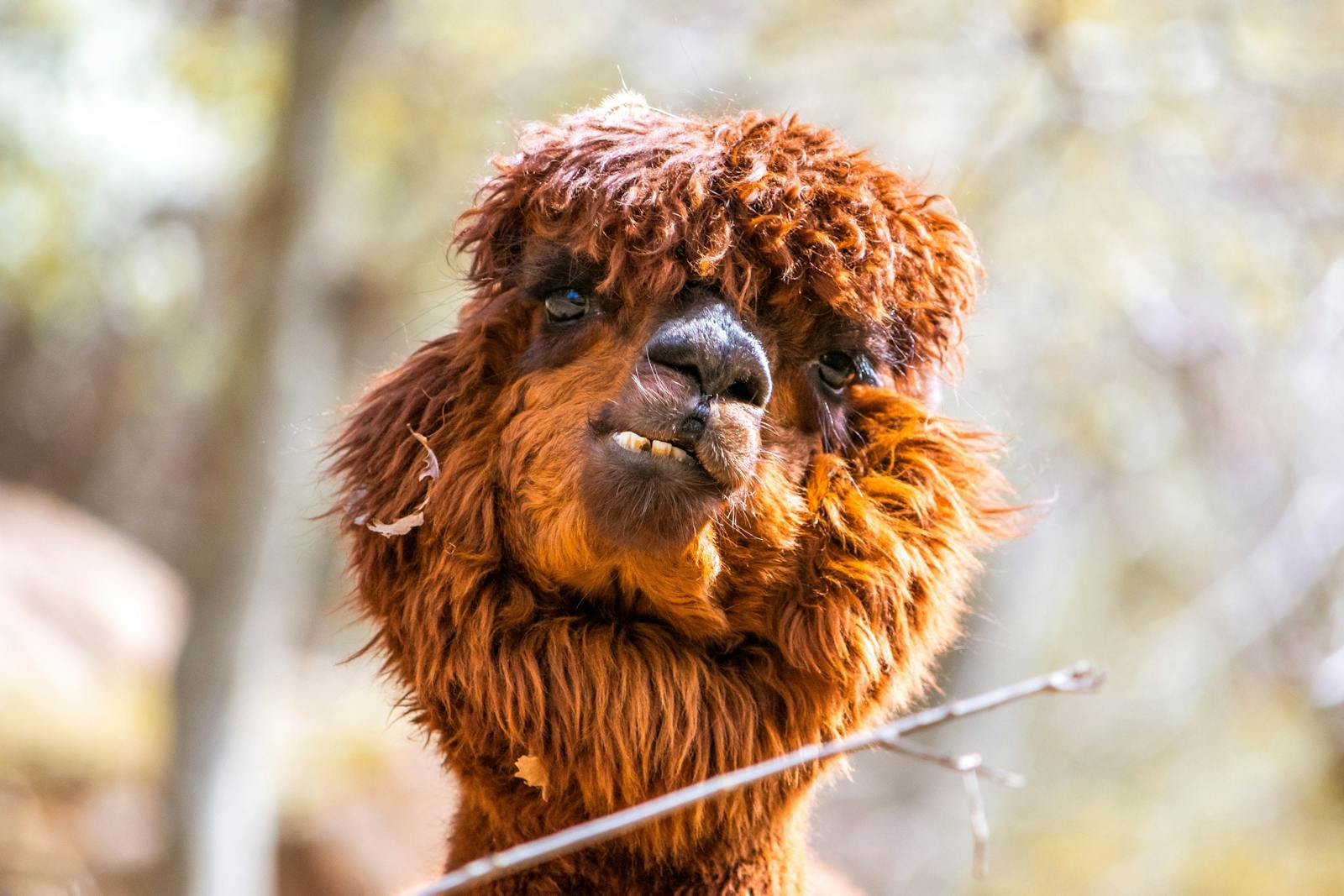 Alpaca Photos, Download The BEST Free Alpaca Stock Photos & HD Images