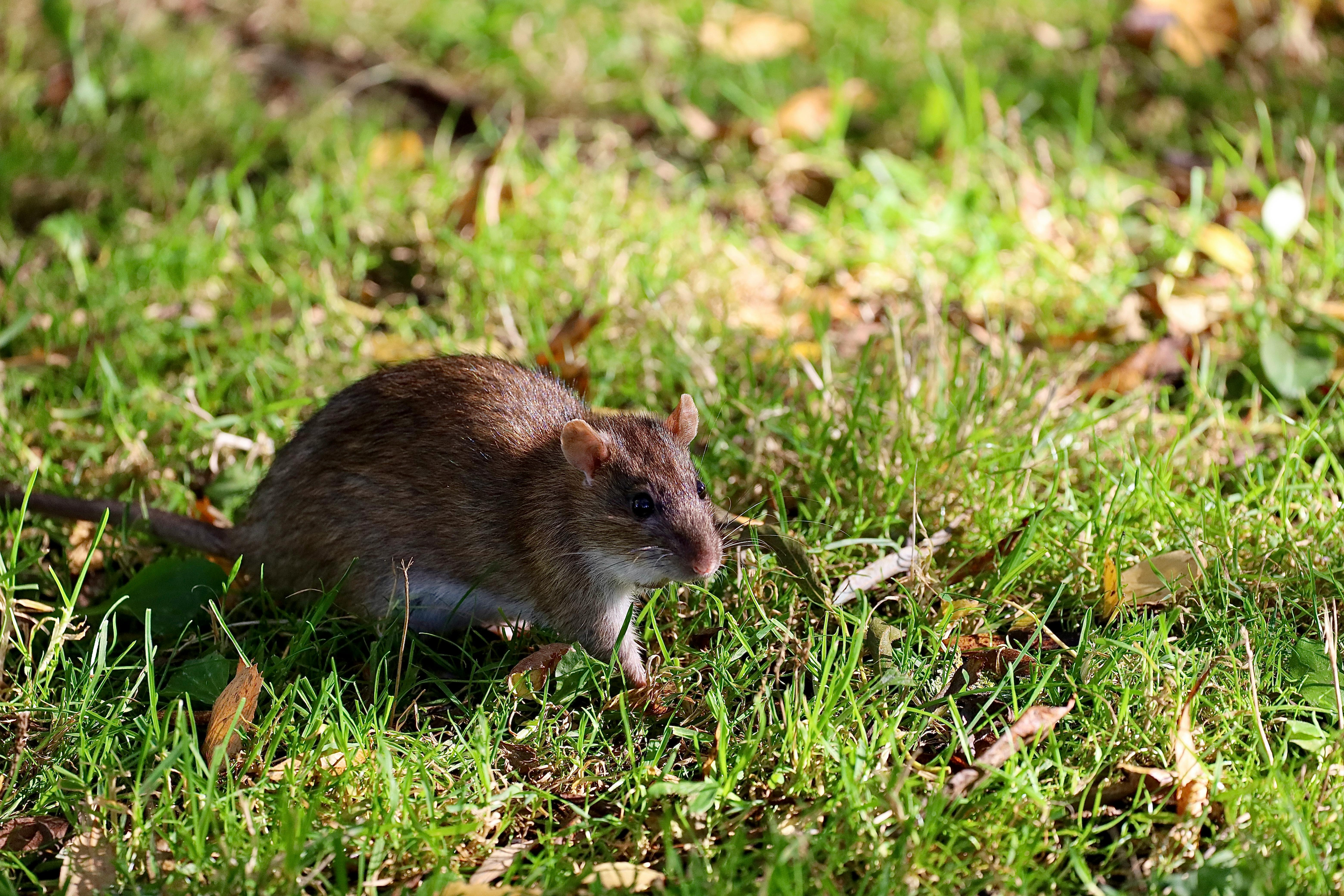 Funny Rat Photos, Download The BEST Free Funny Rat Stock Photos & HD Images