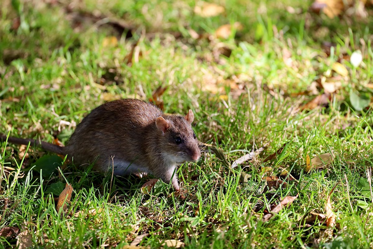 Funny Rat Photos, Download The BEST Free Funny Rat Stock Photos & HD Images