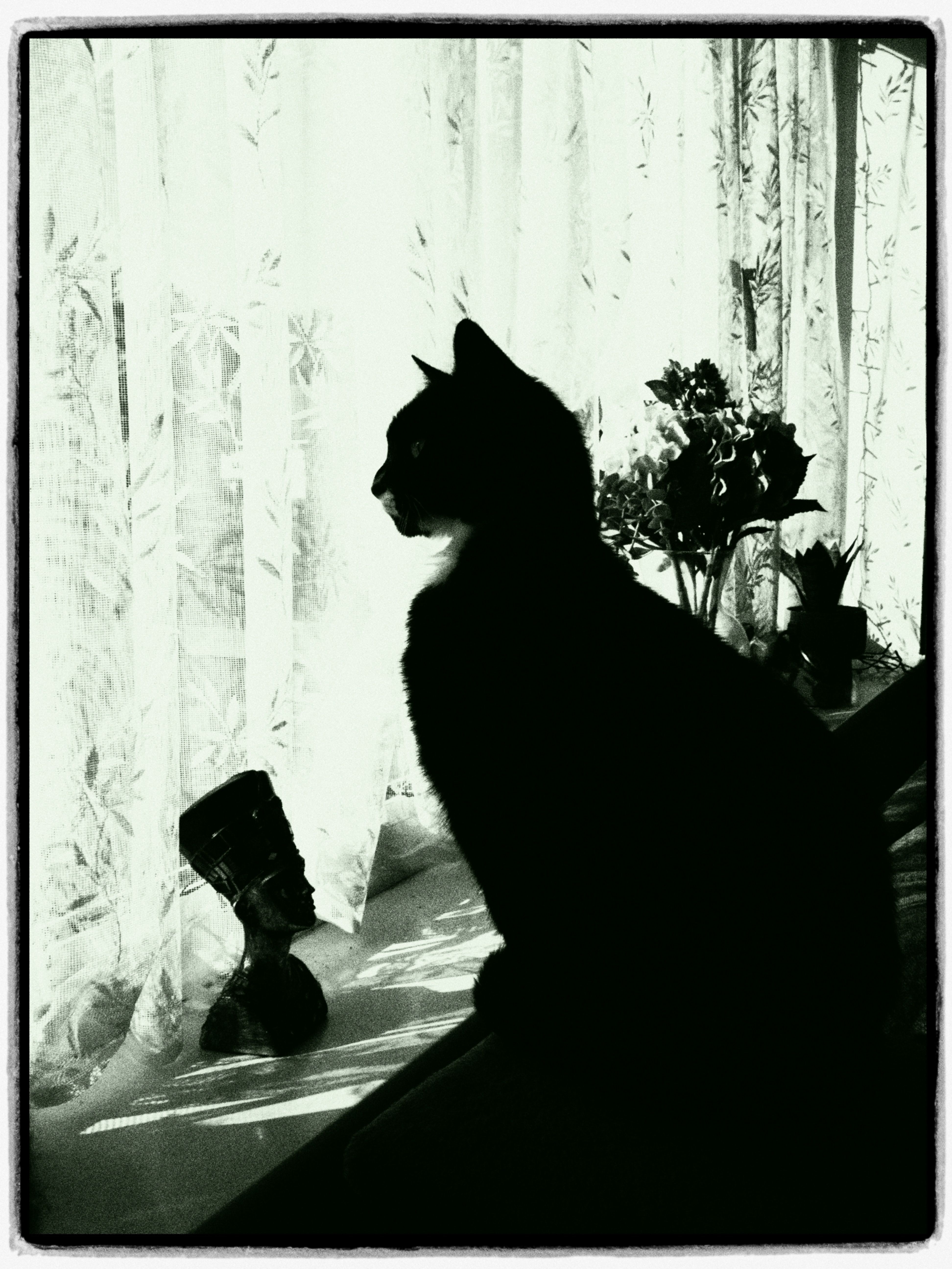 Cat+Funeral Photos, Download The BEST Free Cat+Funeral Stock Photos ...