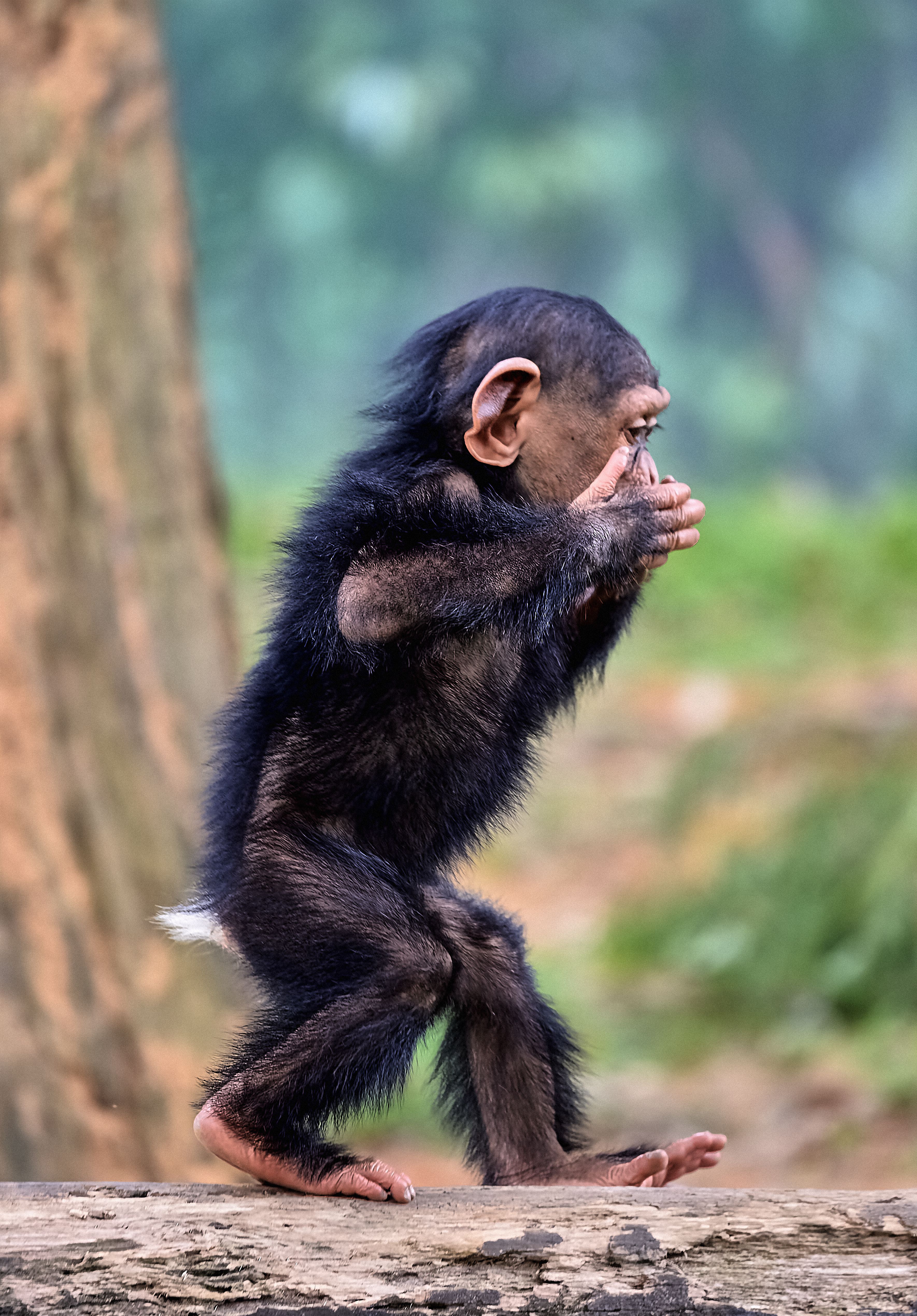 Young Chimpanzee Exploring the Jungle Outdoors · Free Stock Photo
