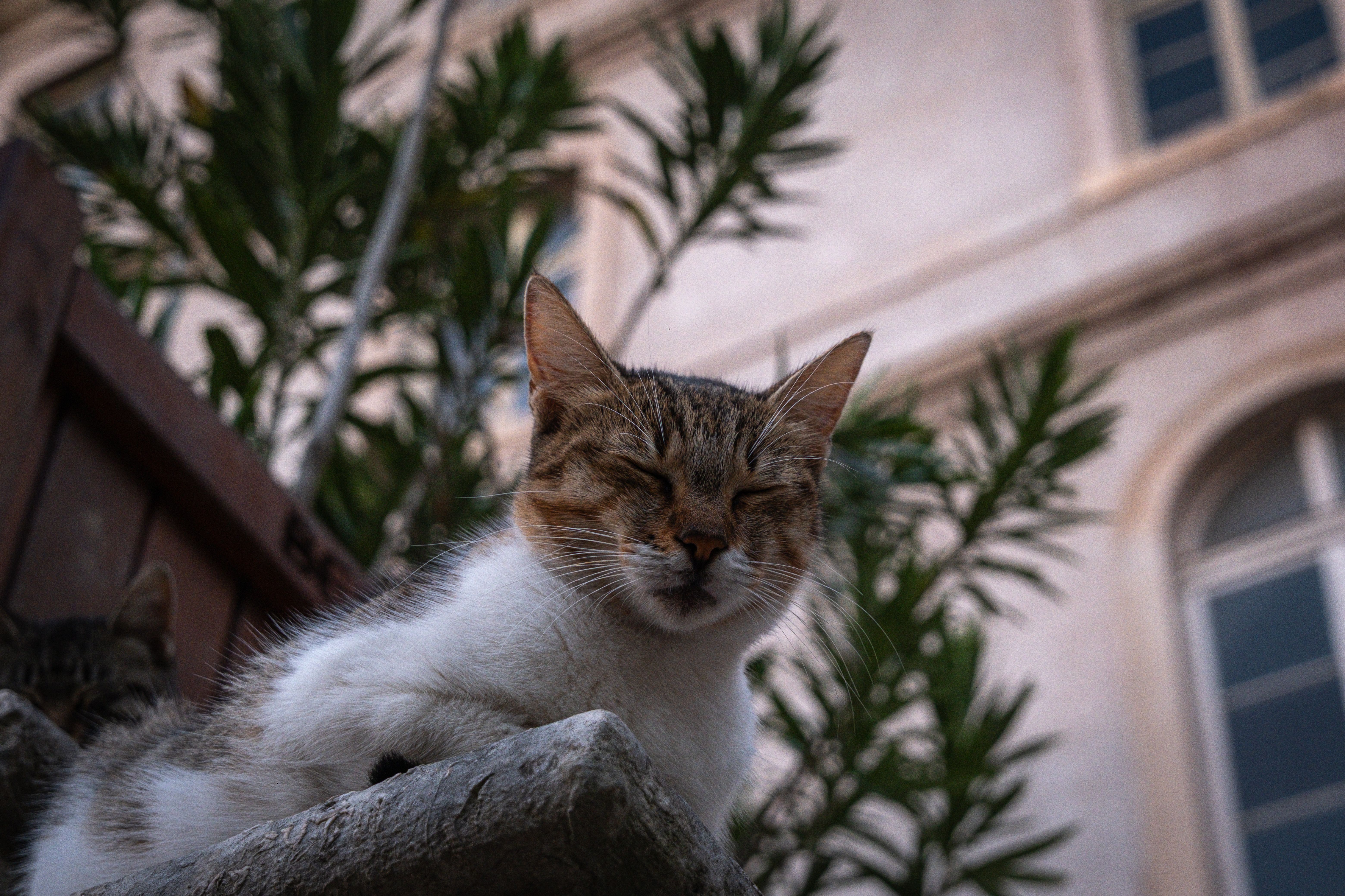Street Cat Relaxing in Istanbul's Tophane District · Free Stock Photo