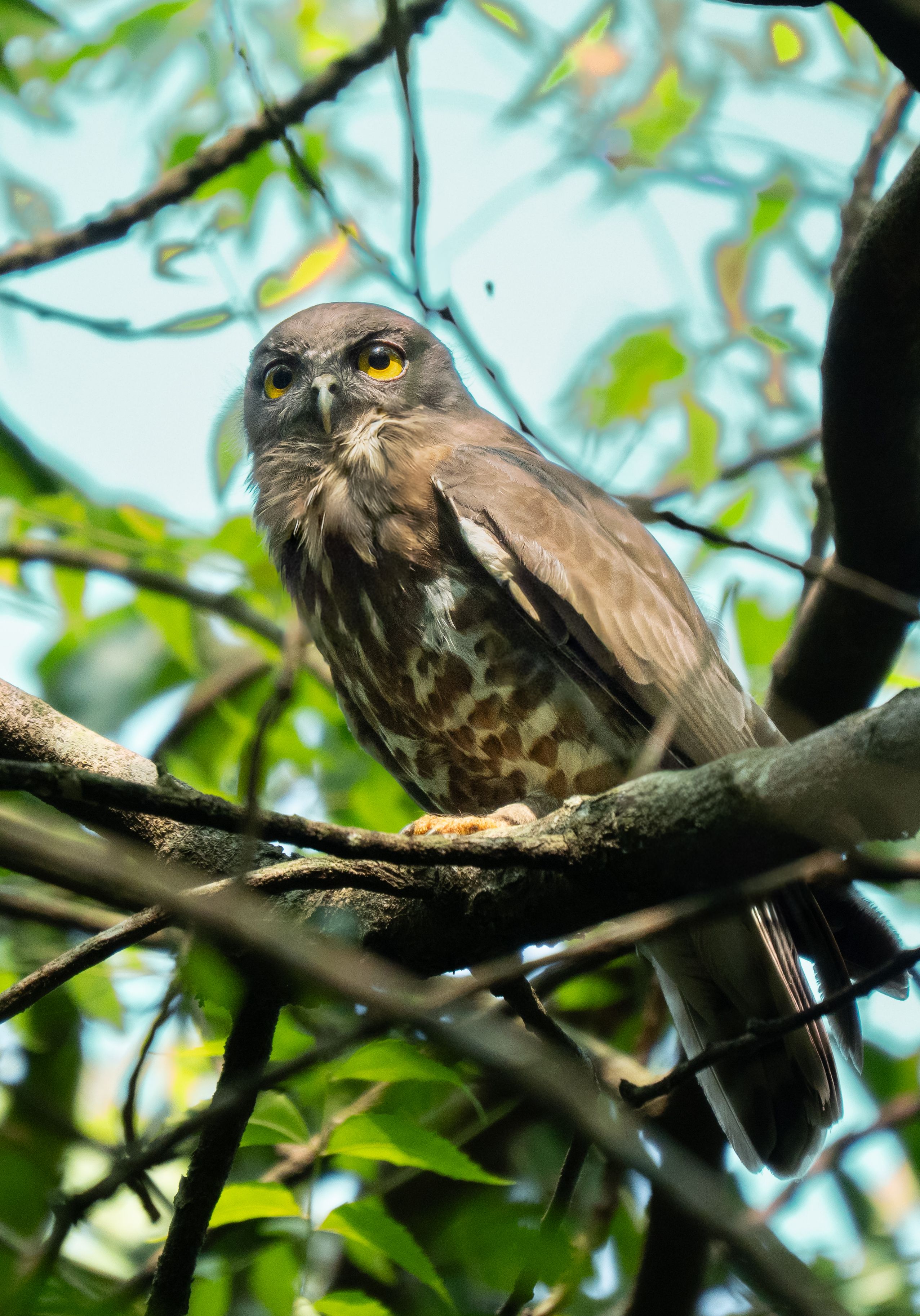 Vibrant Shikra Hawk Perched in Indian Forest · Free Stock Photo