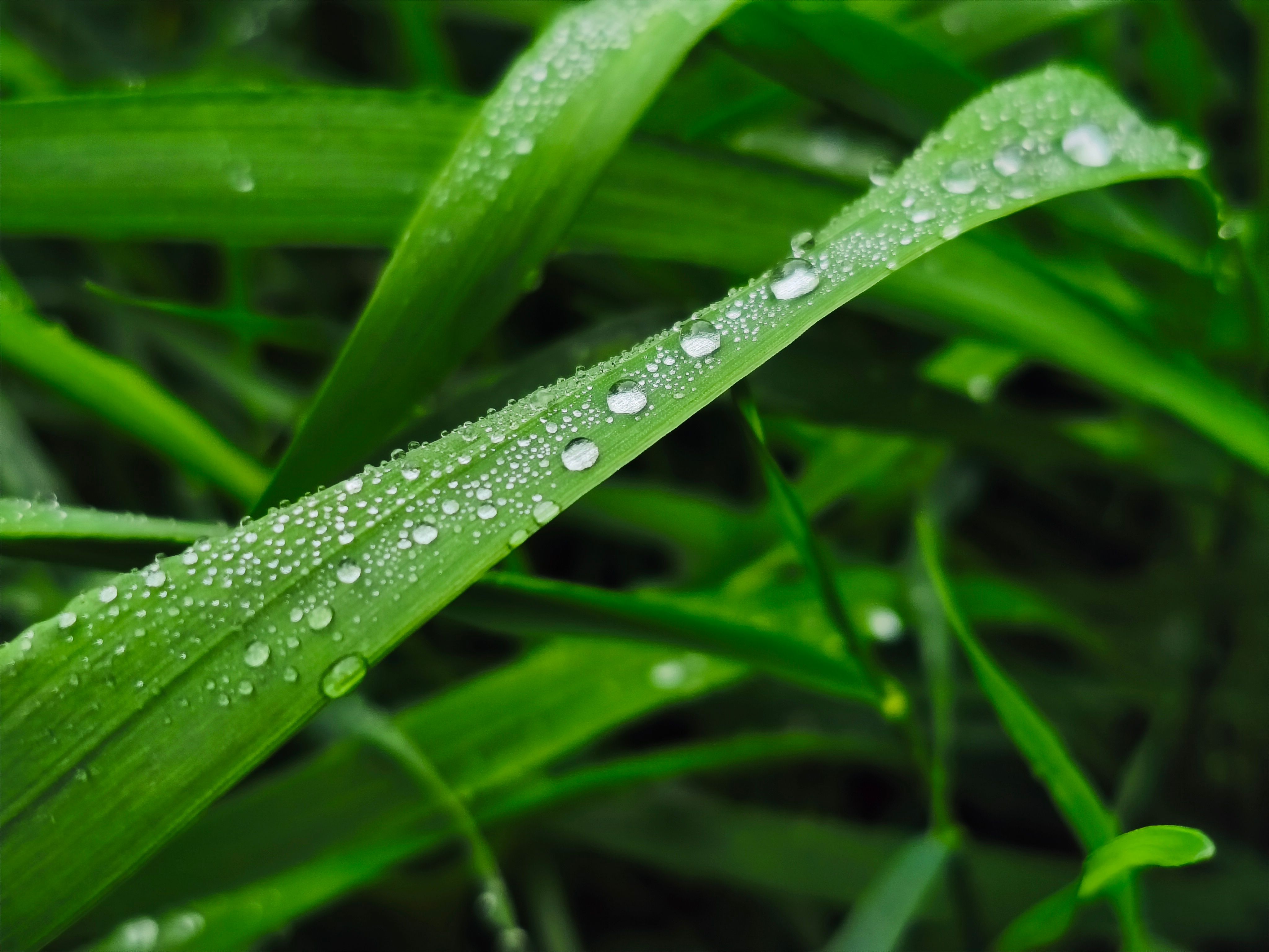 Fresh Dew on Green Grass Blade Close-up · Free Stock Photo