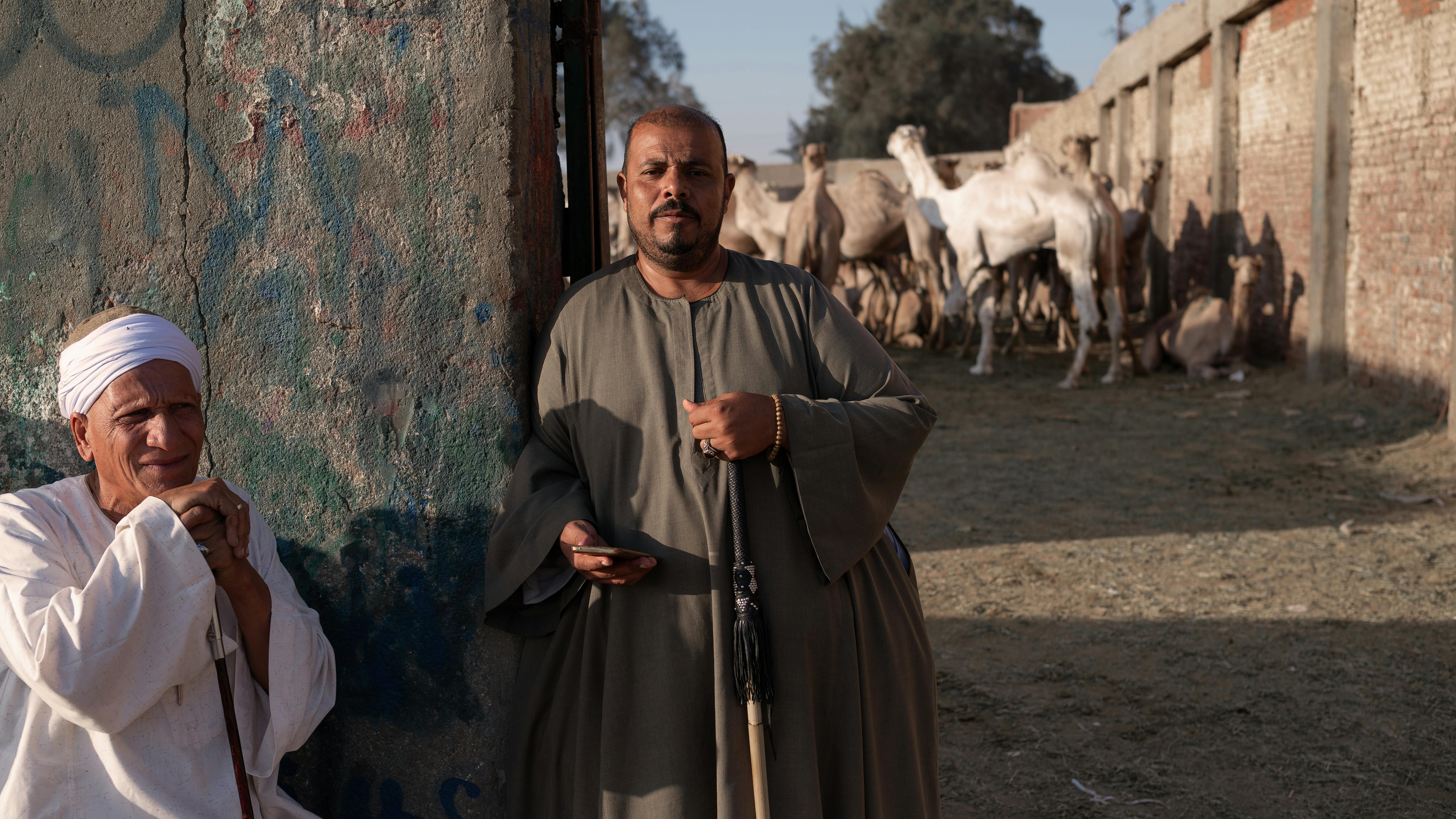 Piața Tradițională De Cămile Din Egipt · Imagine de stoc gratuită