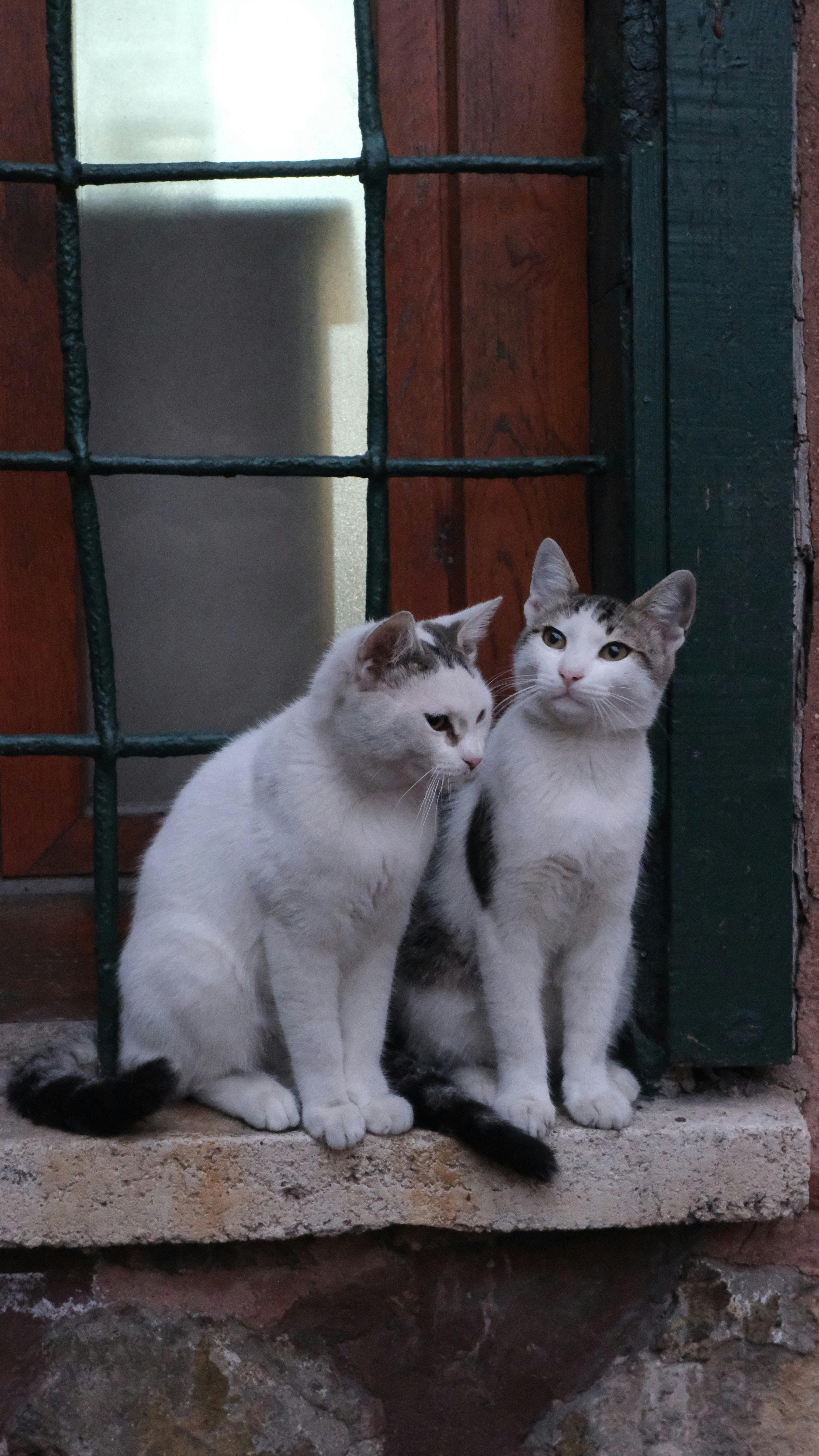 Real Cats Photos, Download The BEST Free Real Cats Stock Photos & HD Images