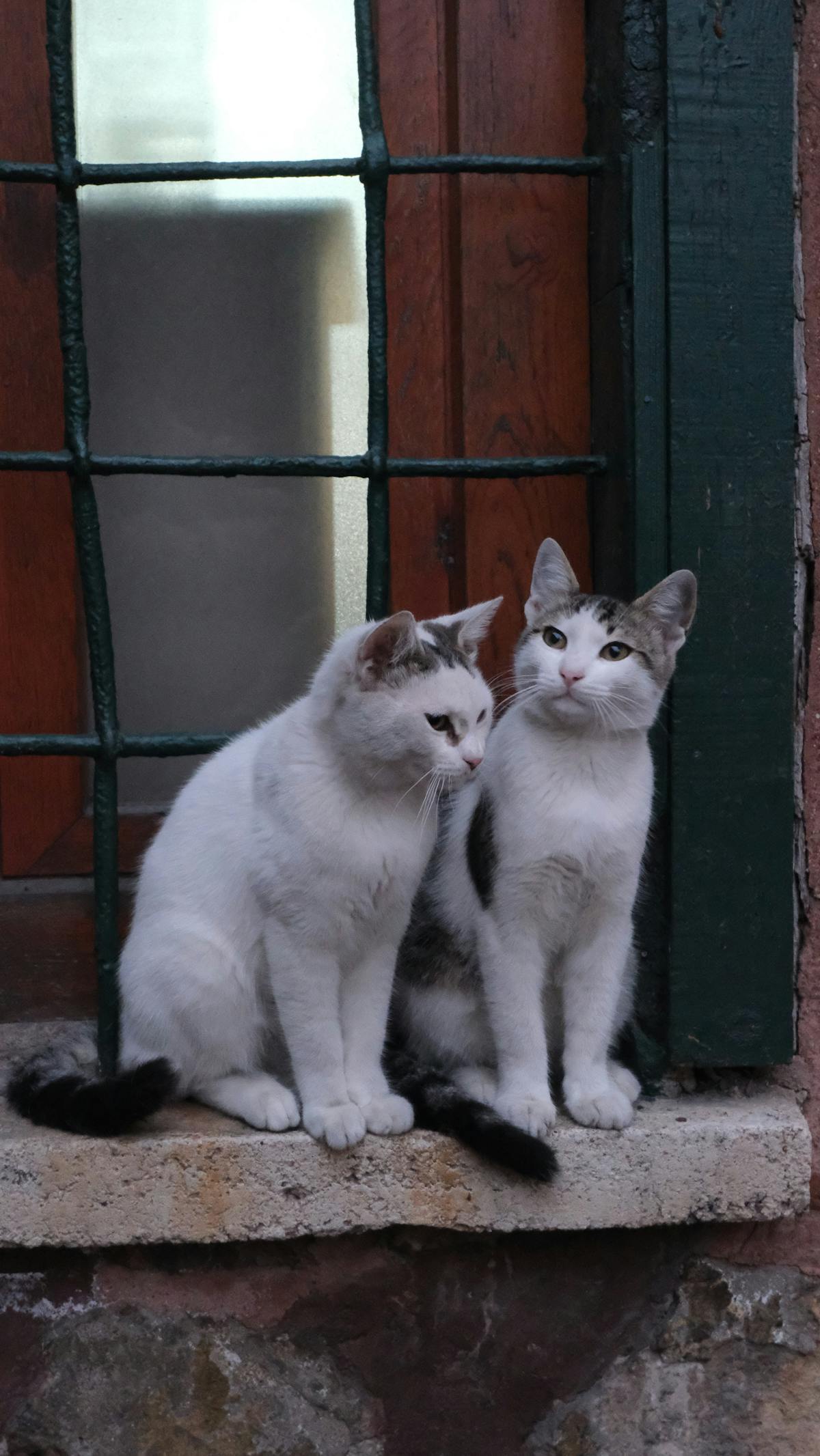 Real Cats Photos, Download The BEST Free Real Cats Stock Photos & HD Images