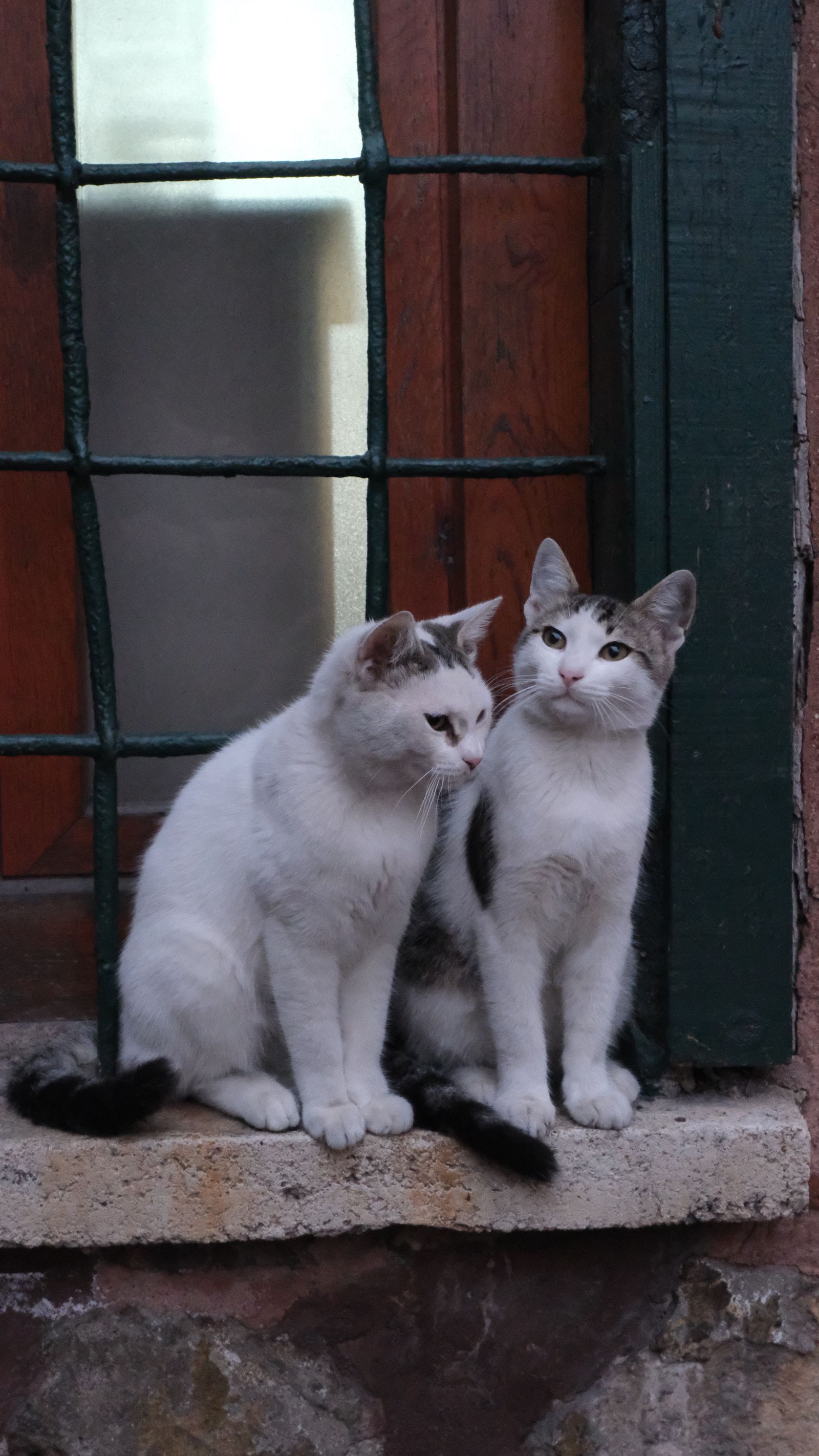 Real Cats Photos, Download The BEST Free Real Cats Stock Photos & HD Images