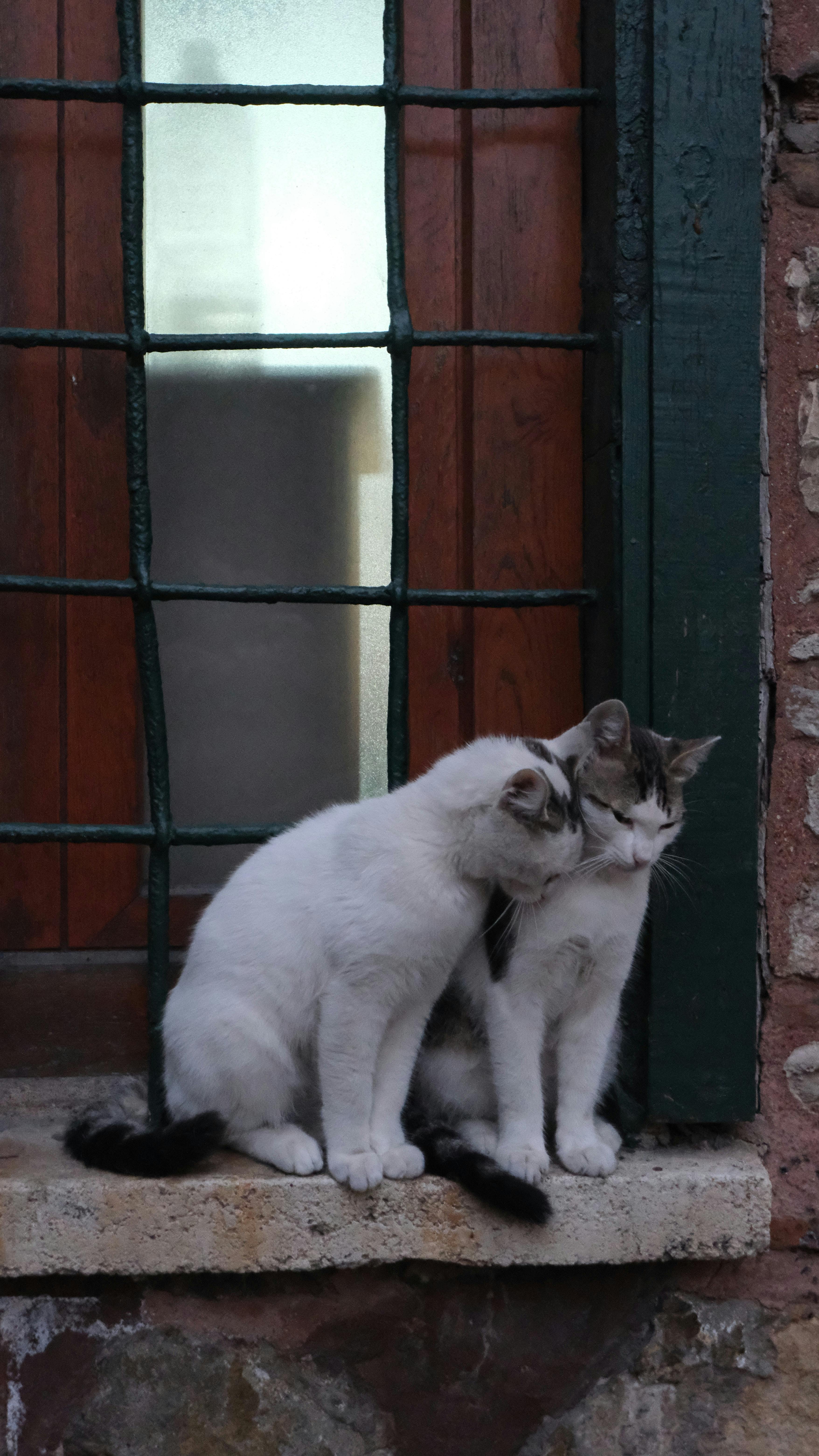 Real Cats Photos, Download The BEST Free Real Cats Stock Photos & HD Images