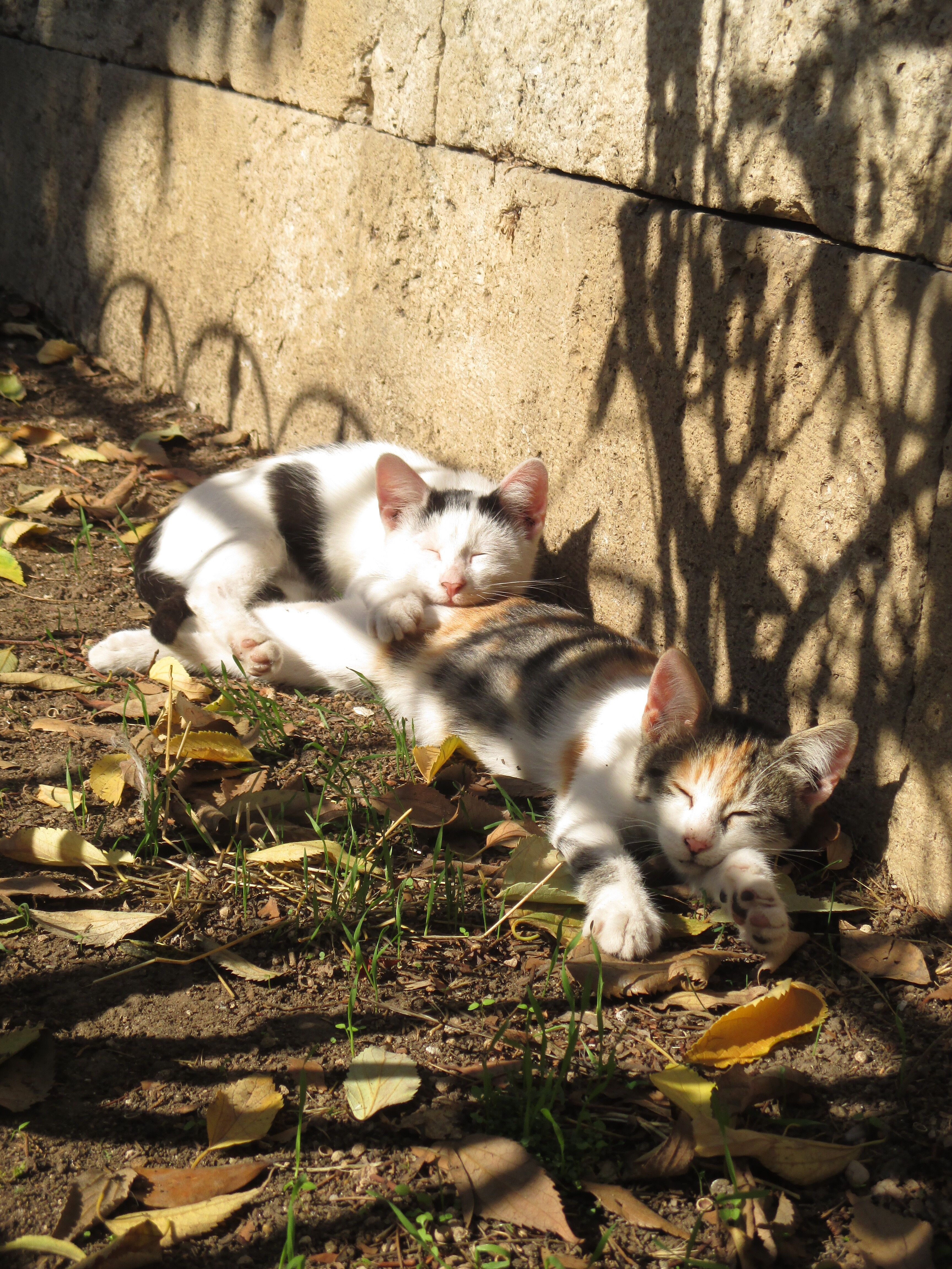 Real Cats Photos, Download The BEST Free Real Cats Stock Photos & HD Images