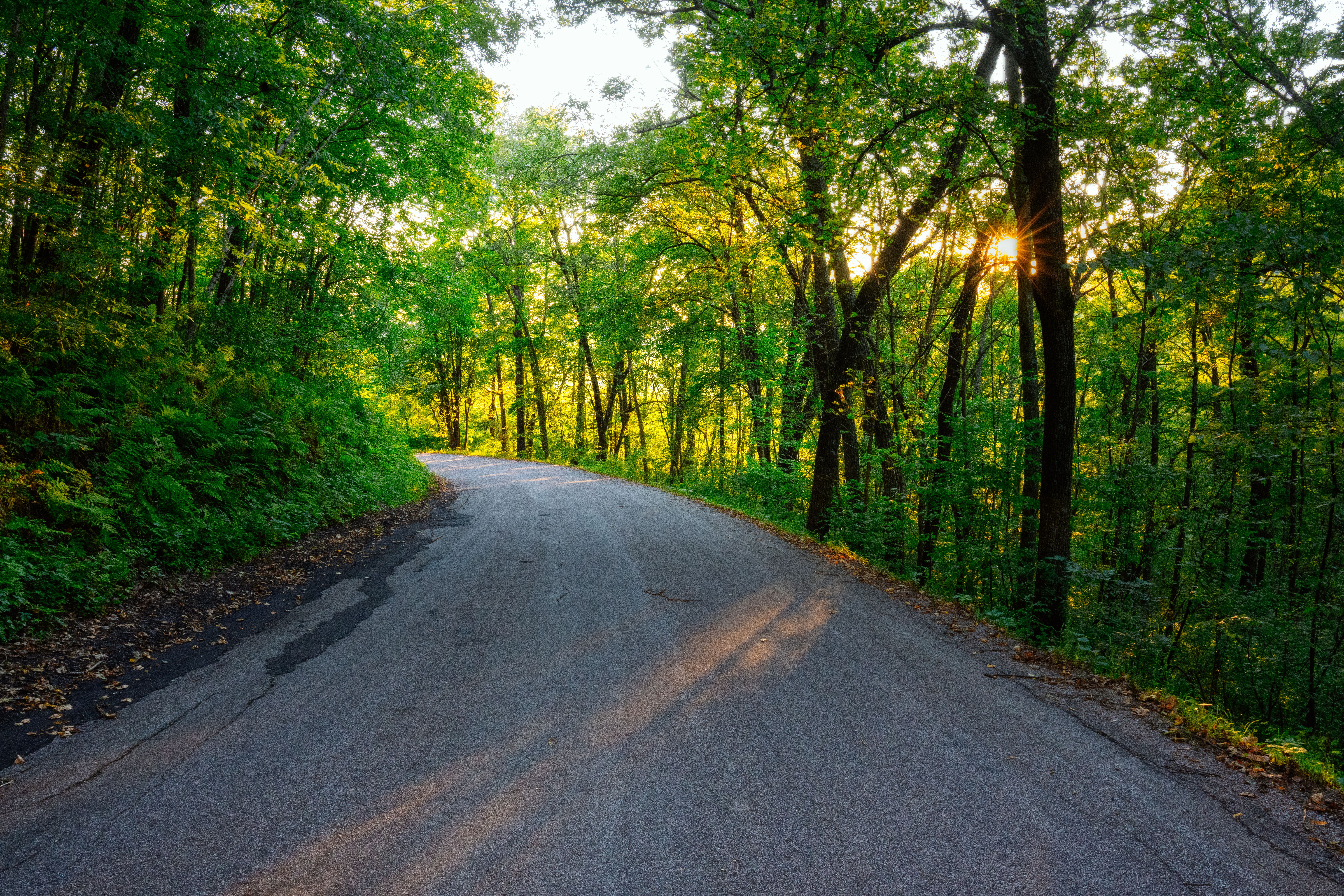 Wisconsin Trees Photos, Download The BEST Free Wisconsin Trees Stock ...