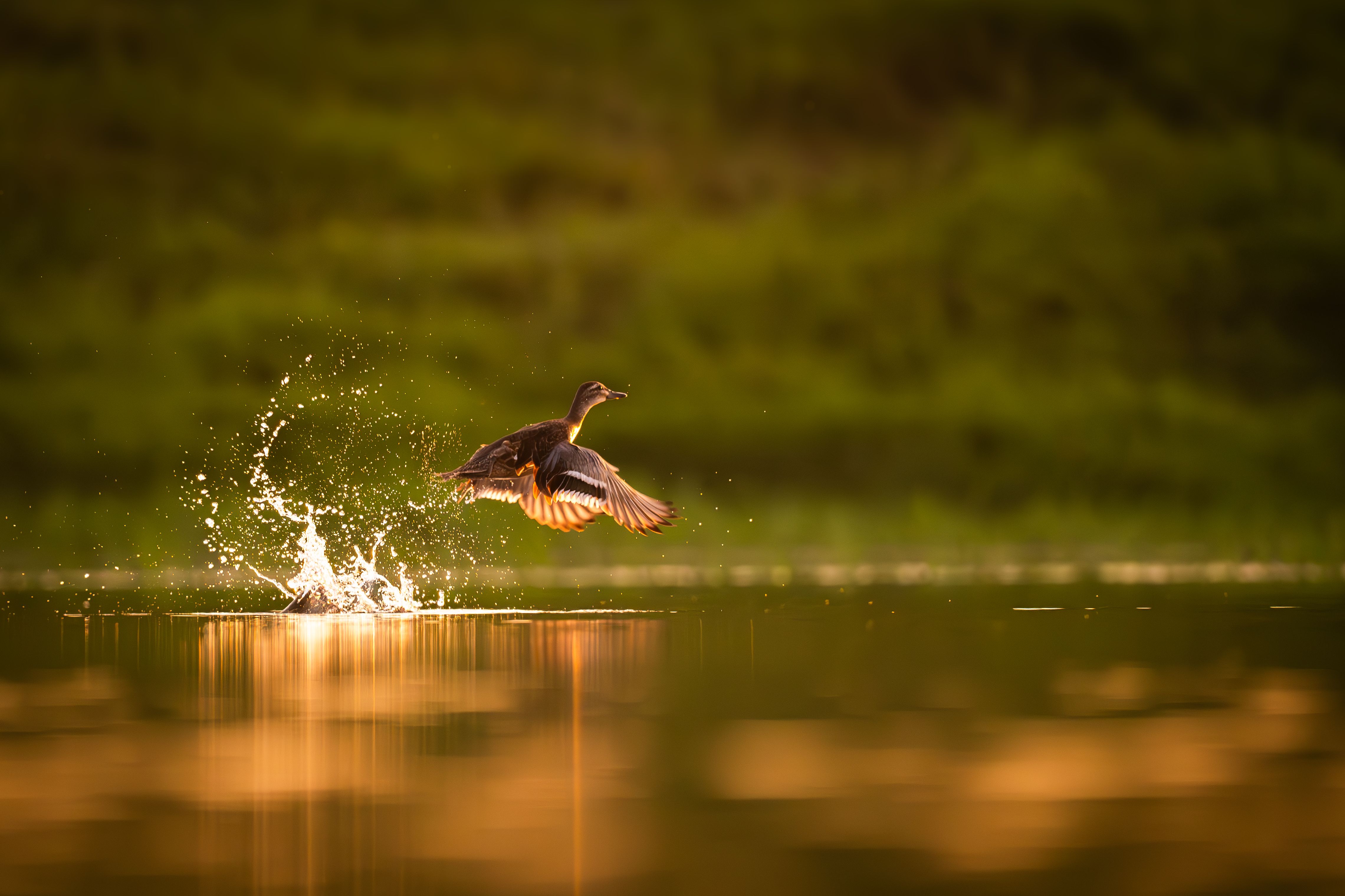 Dramatic Sunset Flight of a Wild Duck Over Water · Free Stock Photo