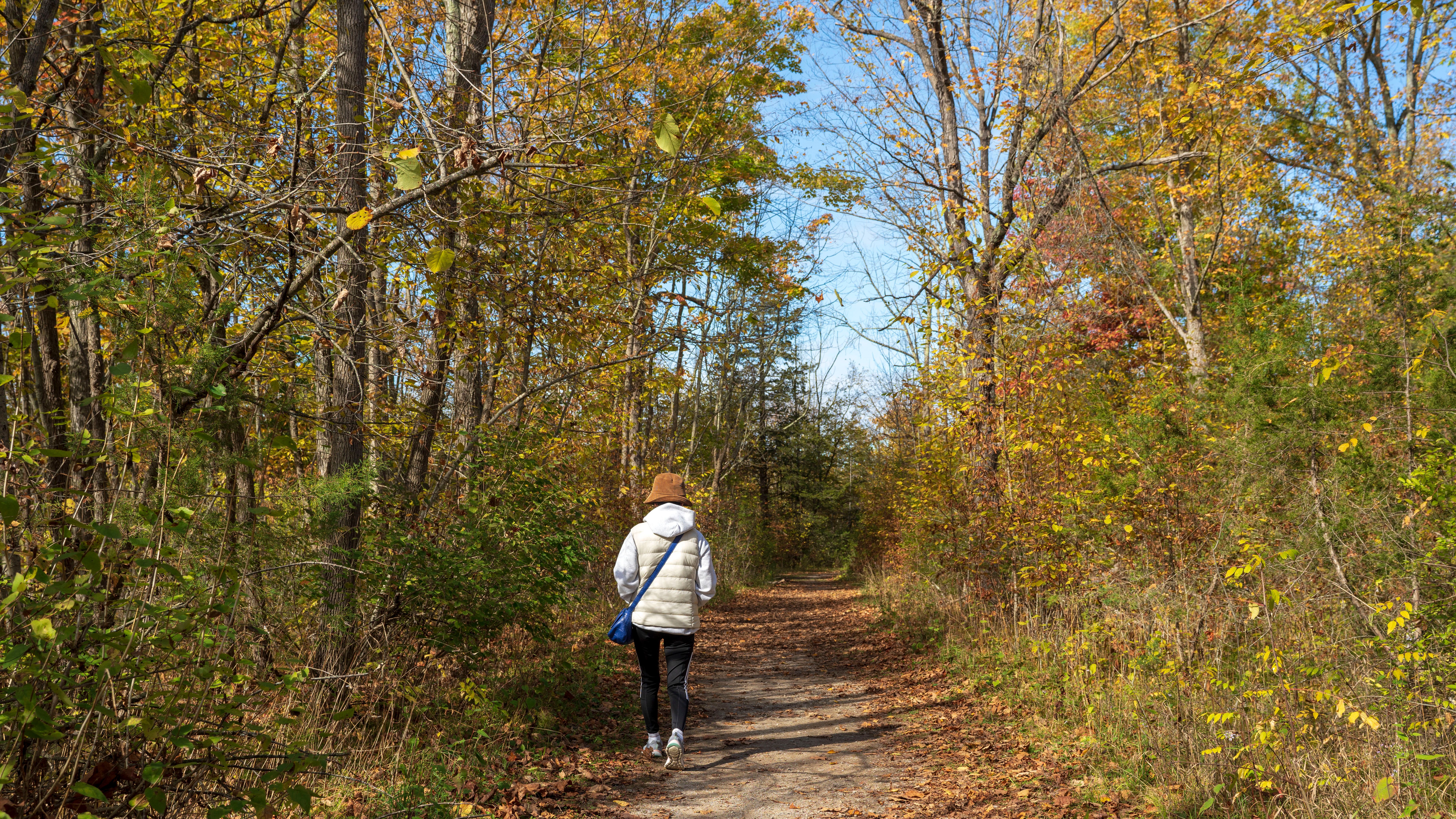People running in an Unpaved Pathway Between Bare Trees · Free Stock Photo