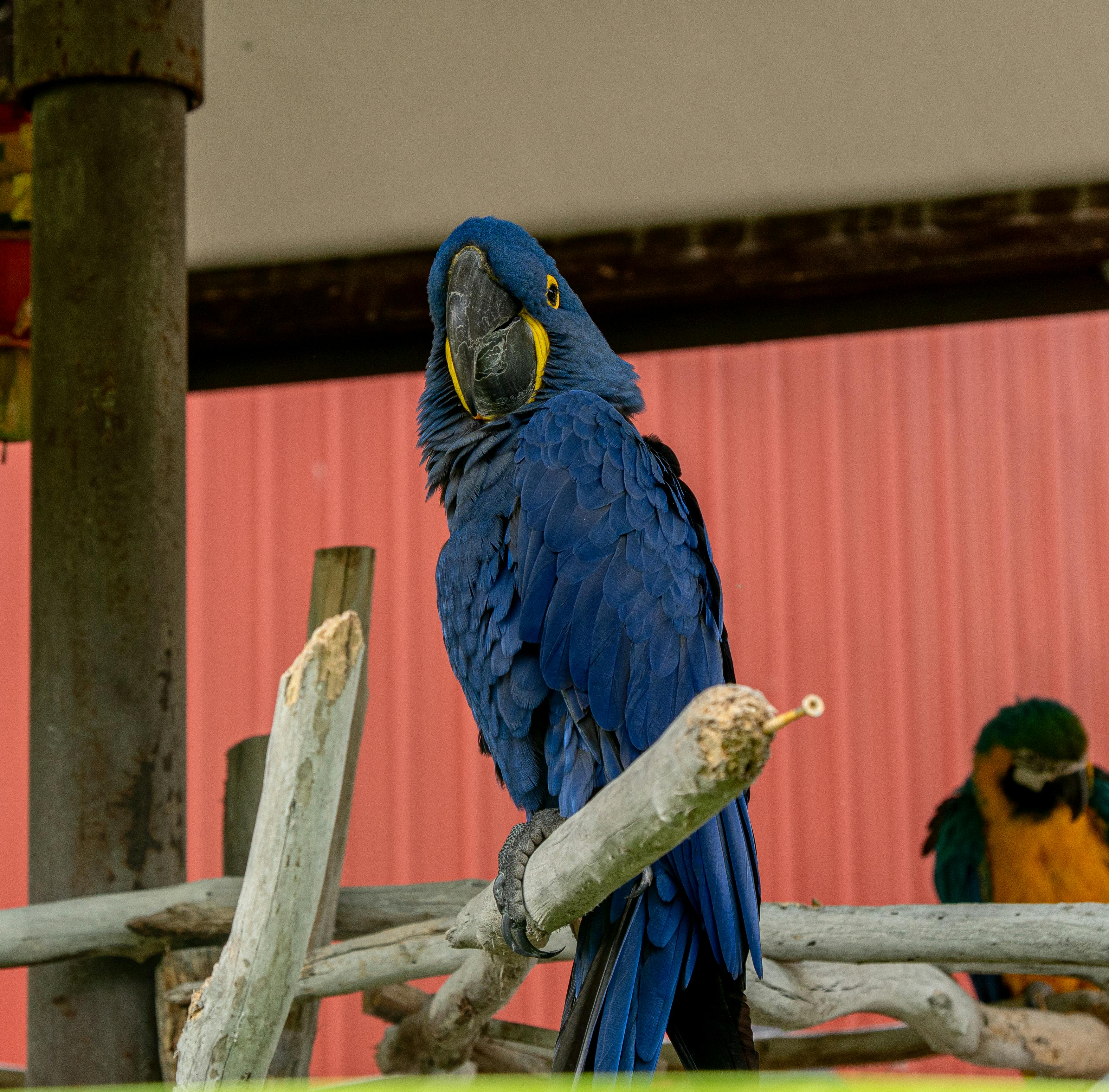 Parrot Images Photos, Download The BEST Free Parrot Images Stock Photos ...