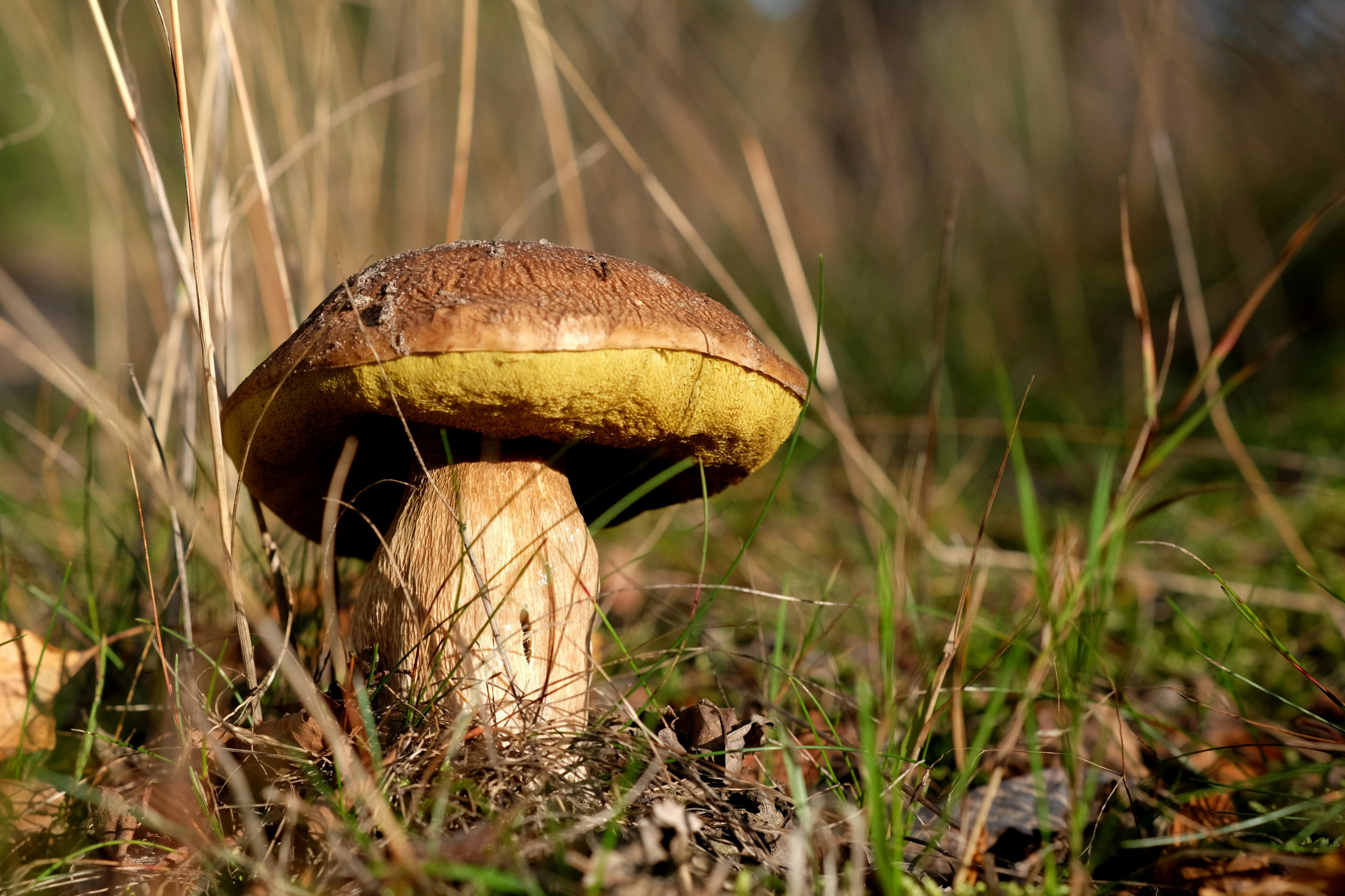 Organic Compounds Soil Photos, Download The BEST Free Organic Compounds ...