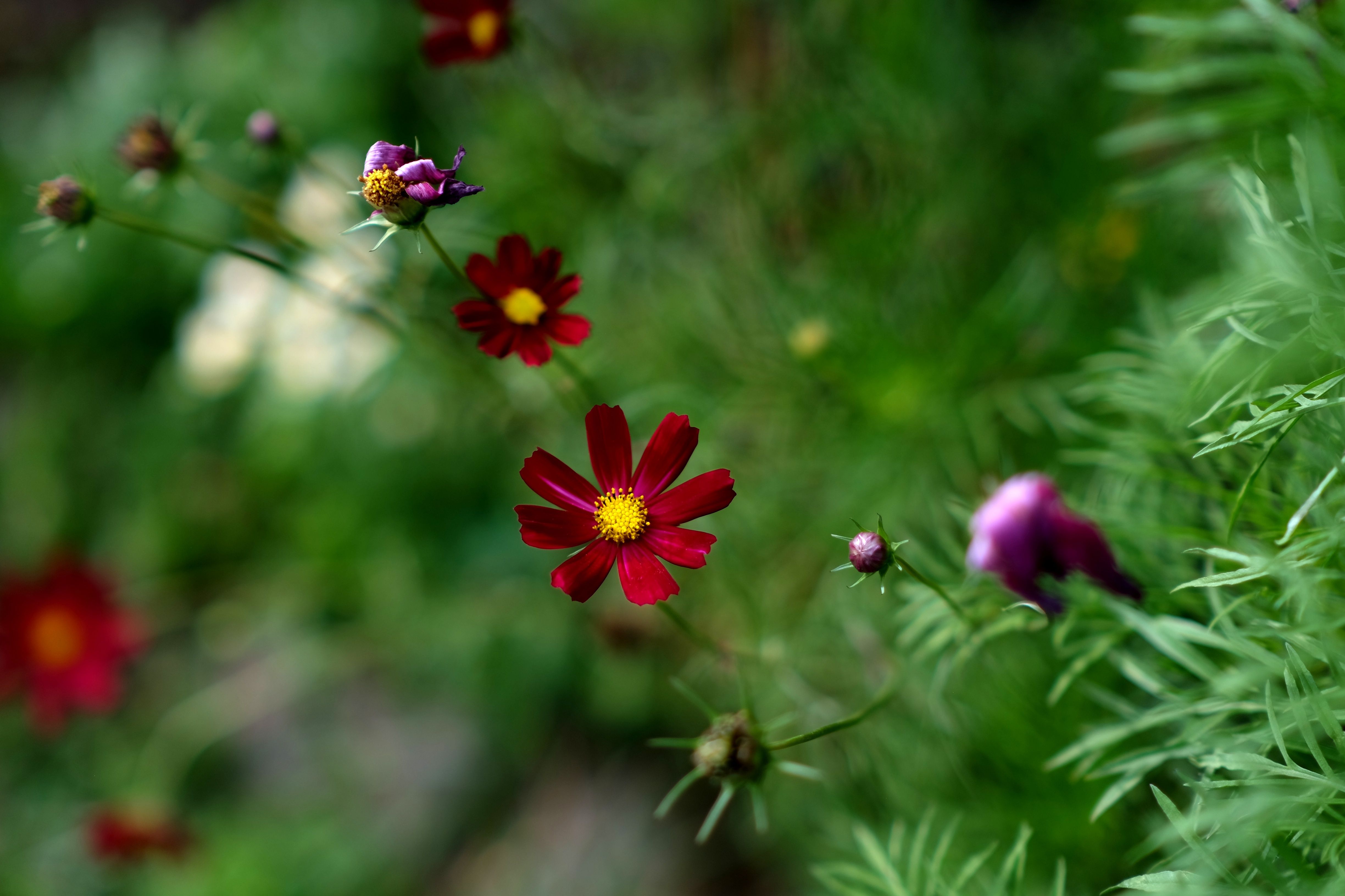 Vibrant Red Wildflowers in Blooming Meadow · Free Stock Photo