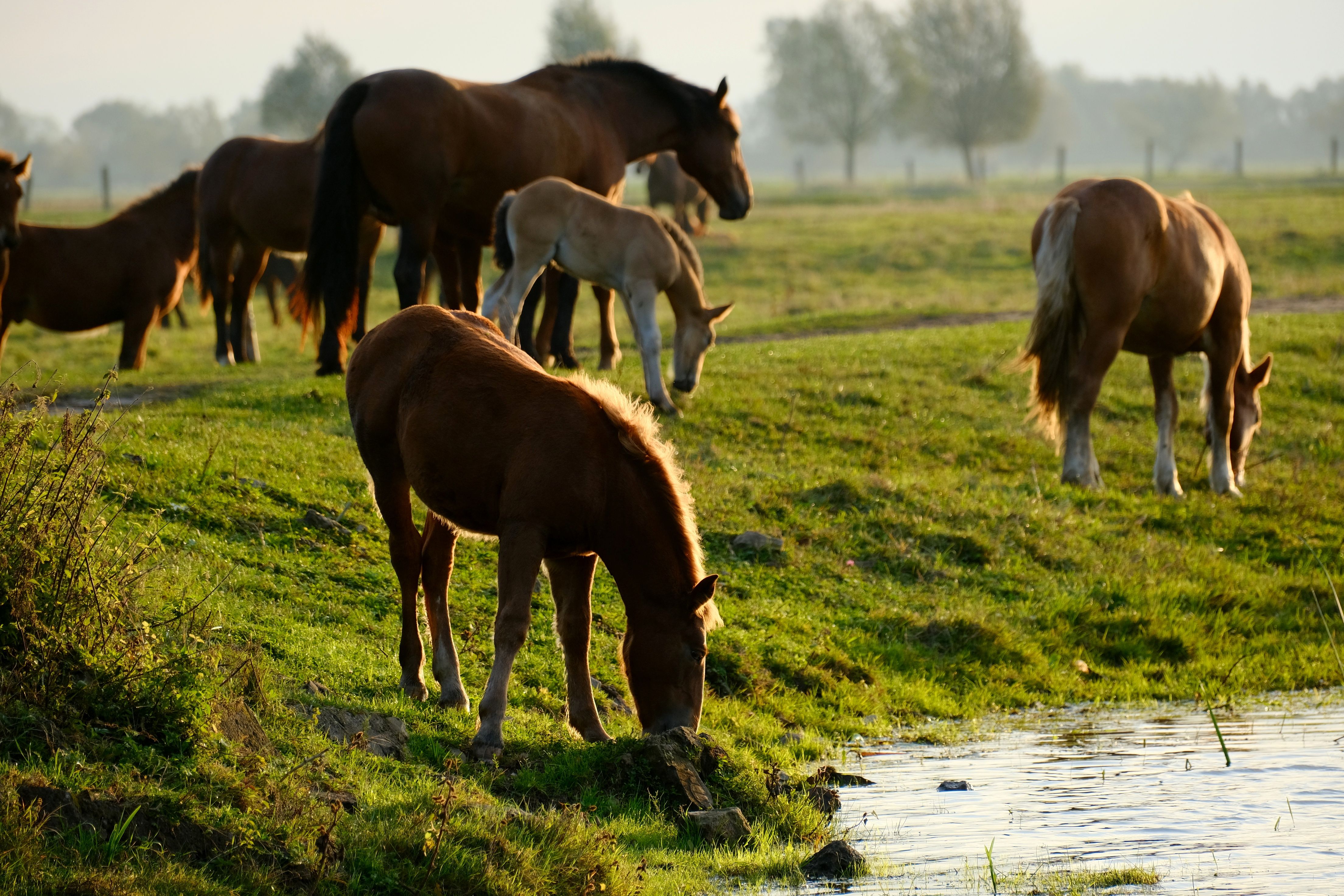 Caballos Pastando Junto A Un Estanque En Un Pastizal De Verano · Foto ...