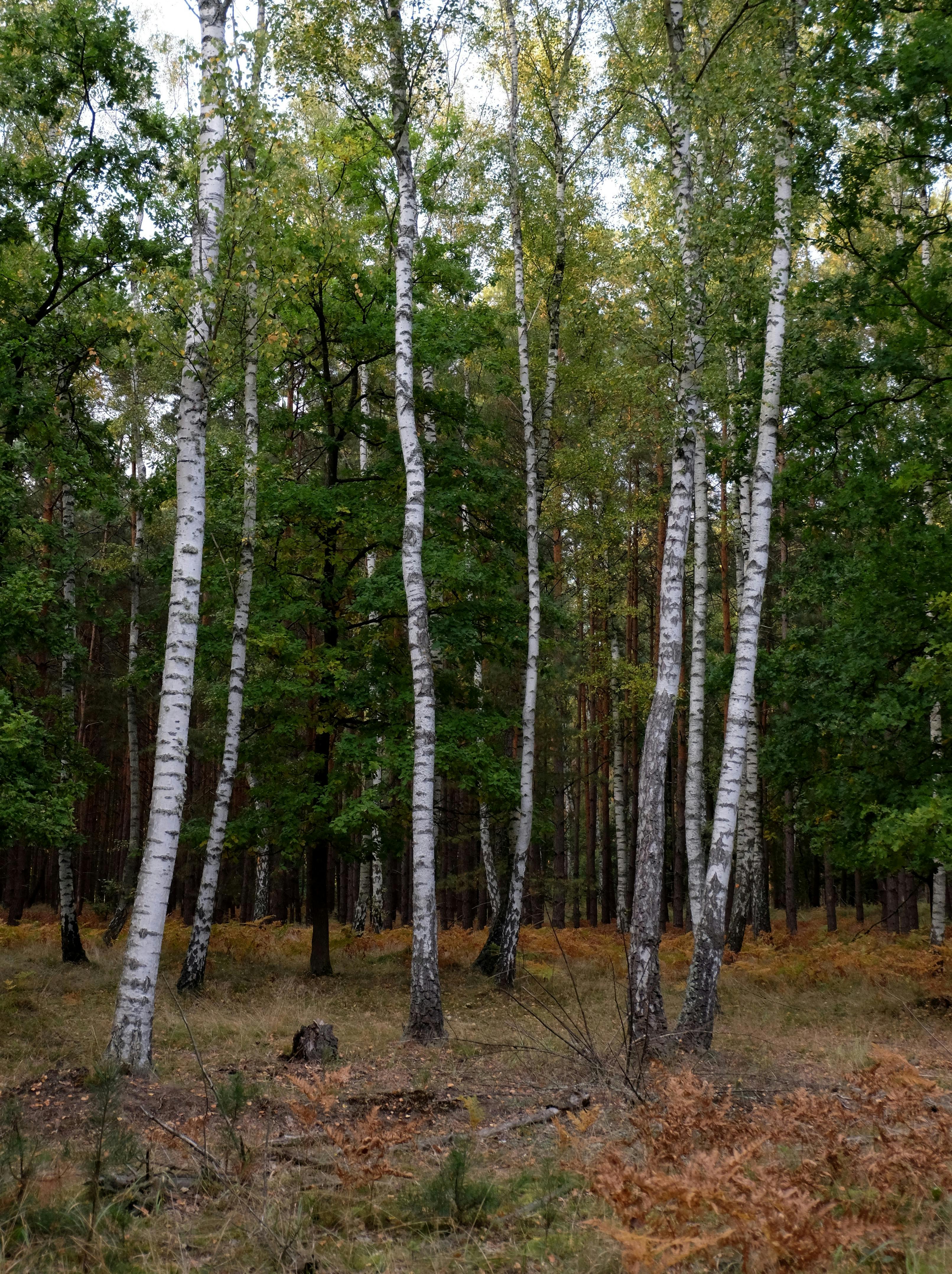 Serene Birch Forest at Dusk in Autumn · Free Stock Photo