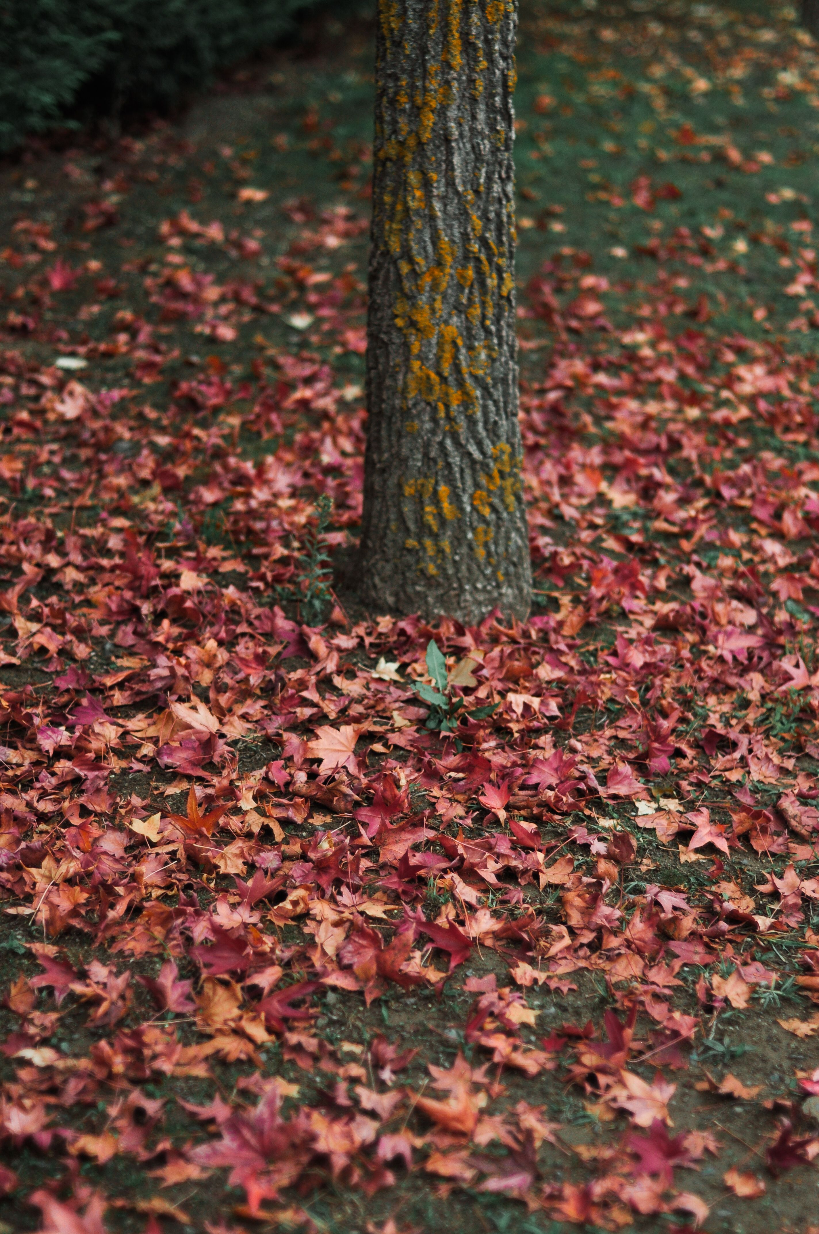 Vibrant Autumn Leaves at Tree Base · Free Stock Photo